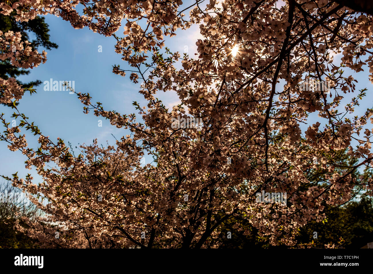 tree under the sun, Seoul, South Korea Stock Photo - Alamy