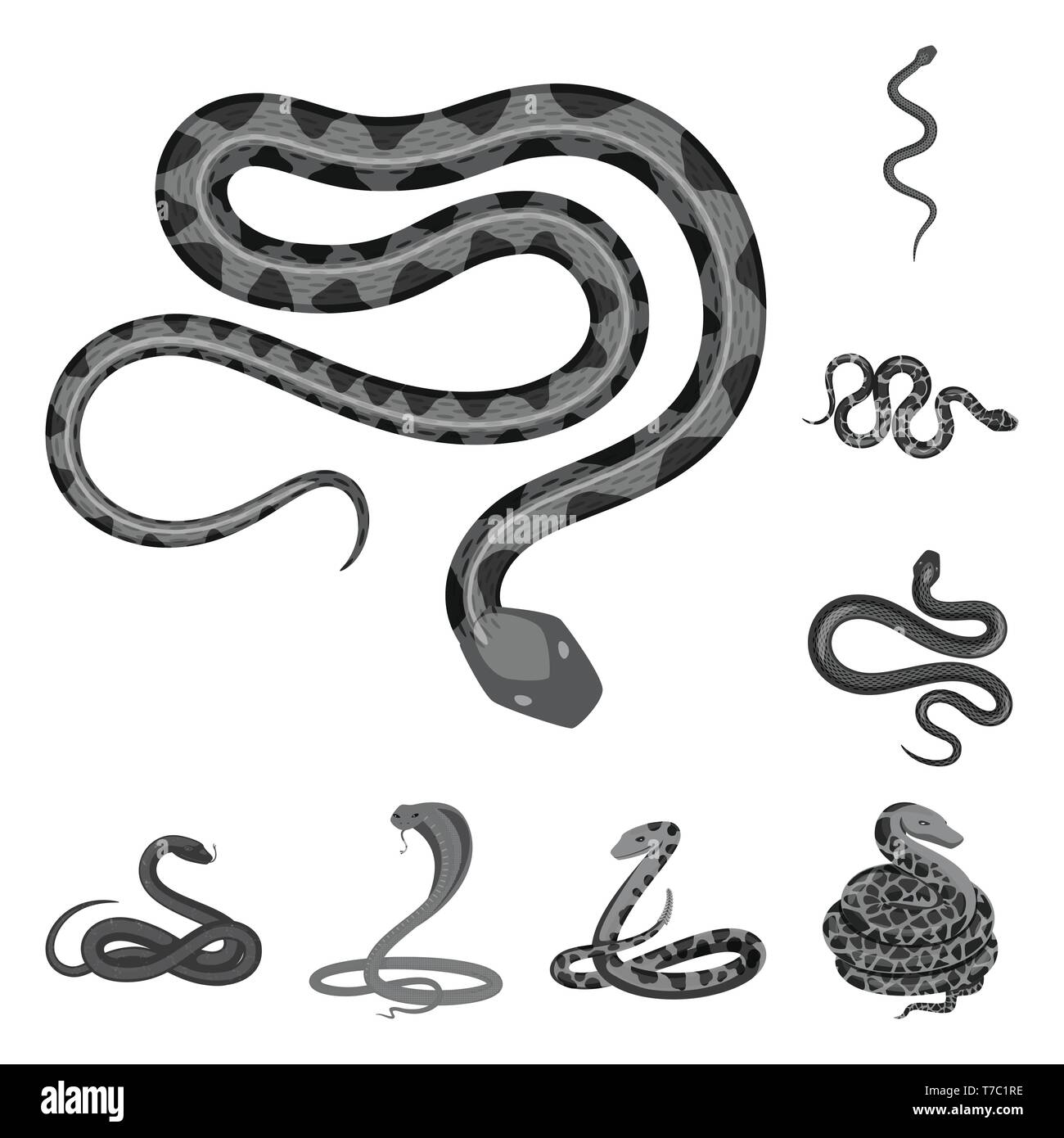 viper,snake,amphibian,anaconda,cobra,tail,wild,python,jump,forest ...