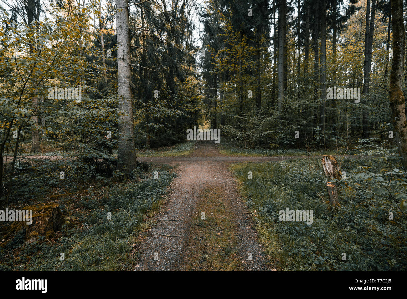 Forked forest path hi-res stock photography and images - Alamy