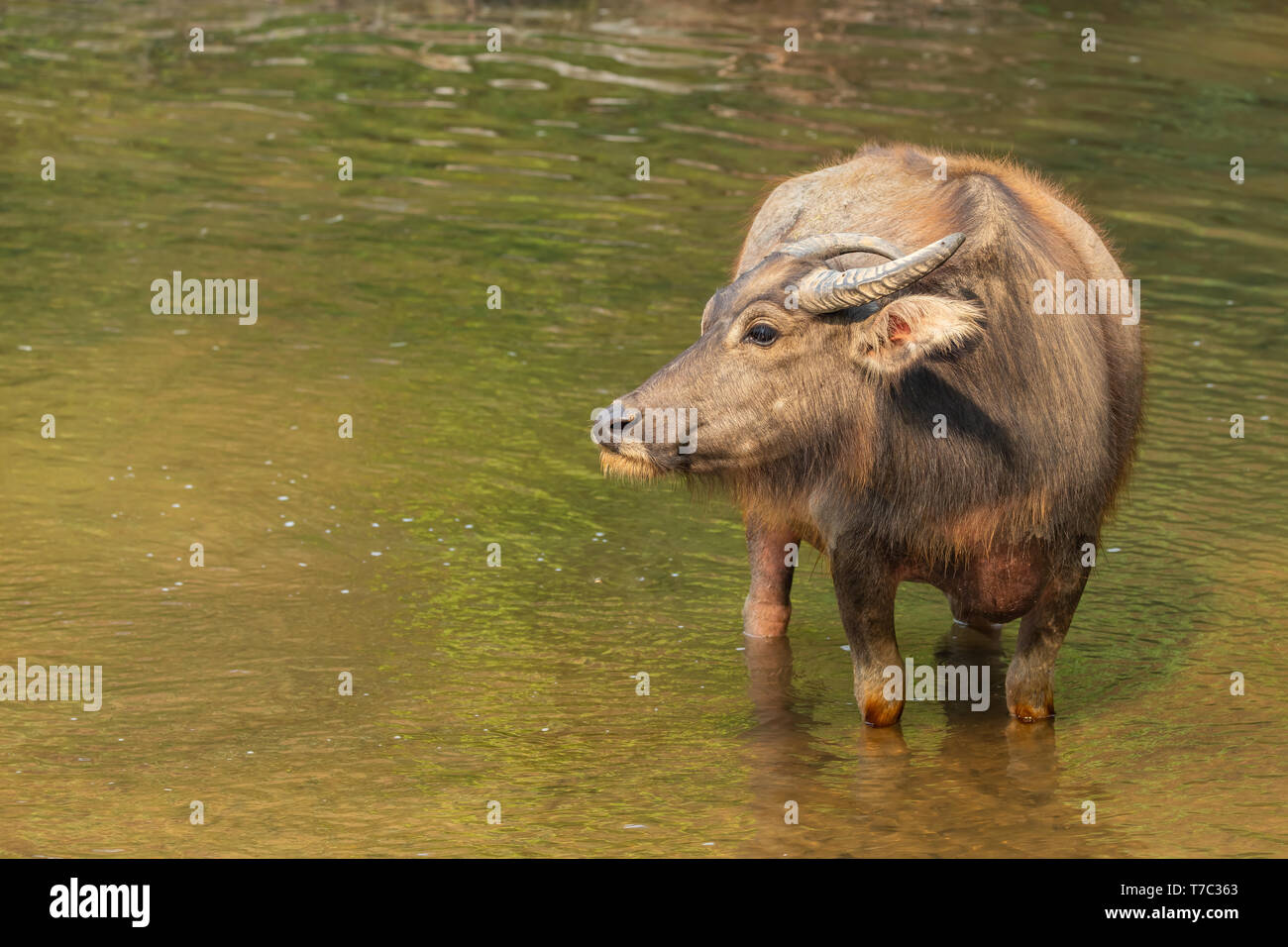Tame water buffalo hi-res stock photography and images - Alamy