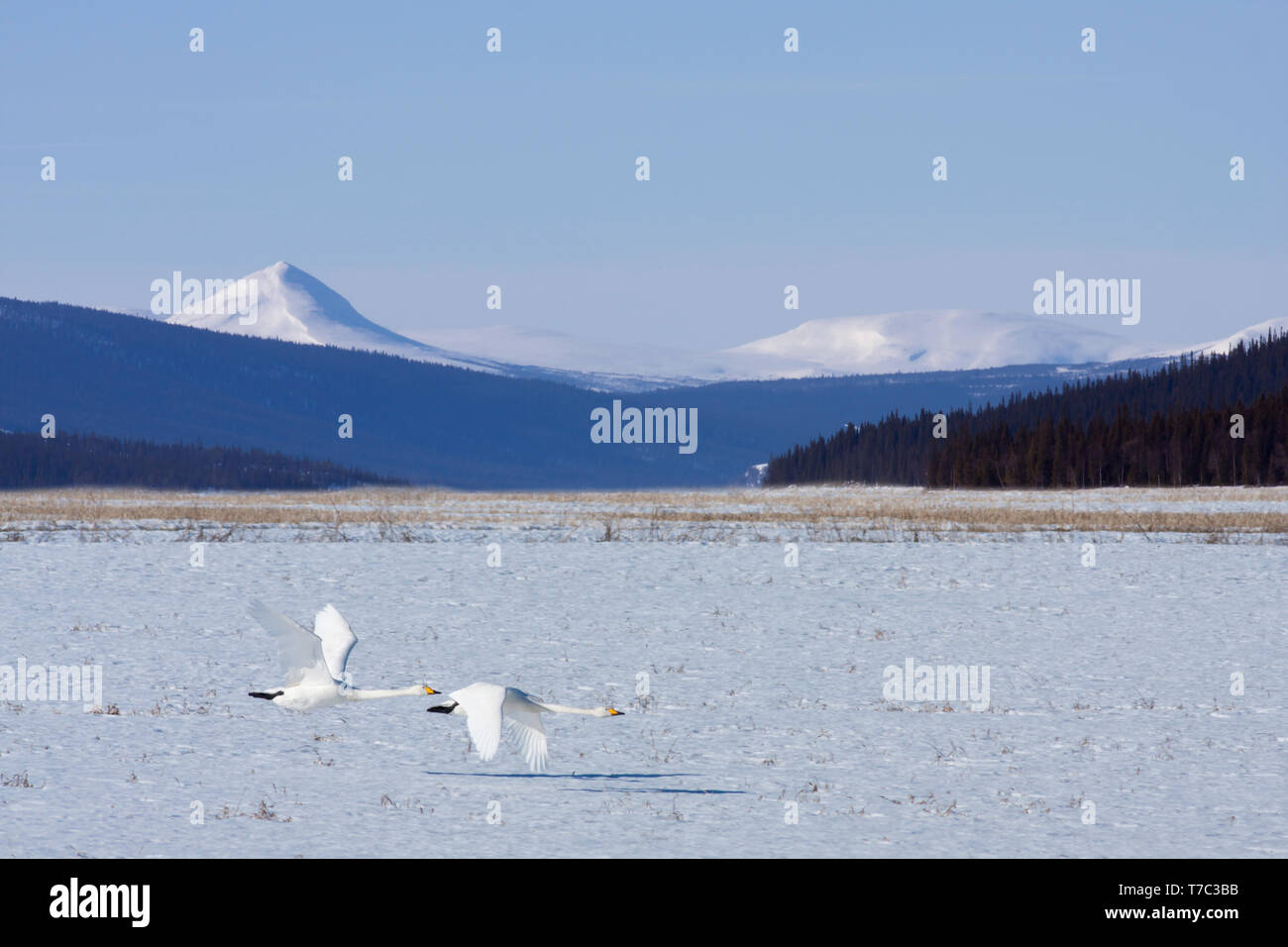 Swan valley swan mountain range hi-res stock photography and images - Alamy