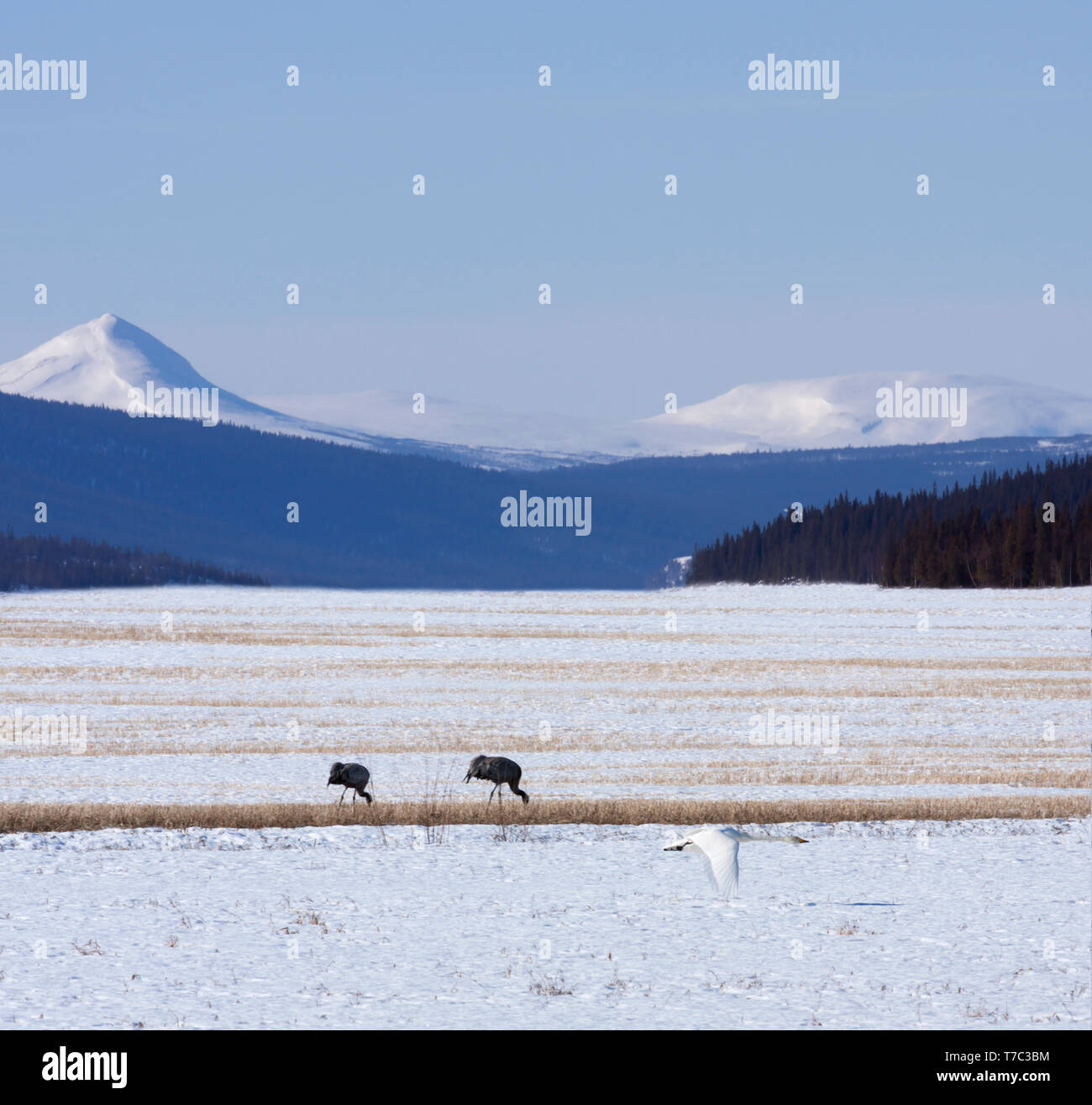 Swan valley swan mountain range hi-res stock photography and images - Alamy