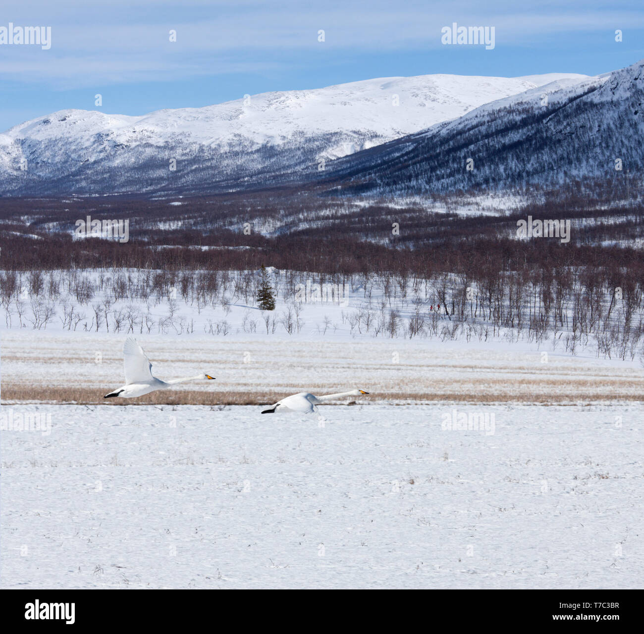 Swan valley swan mountain range hi-res stock photography and images - Alamy