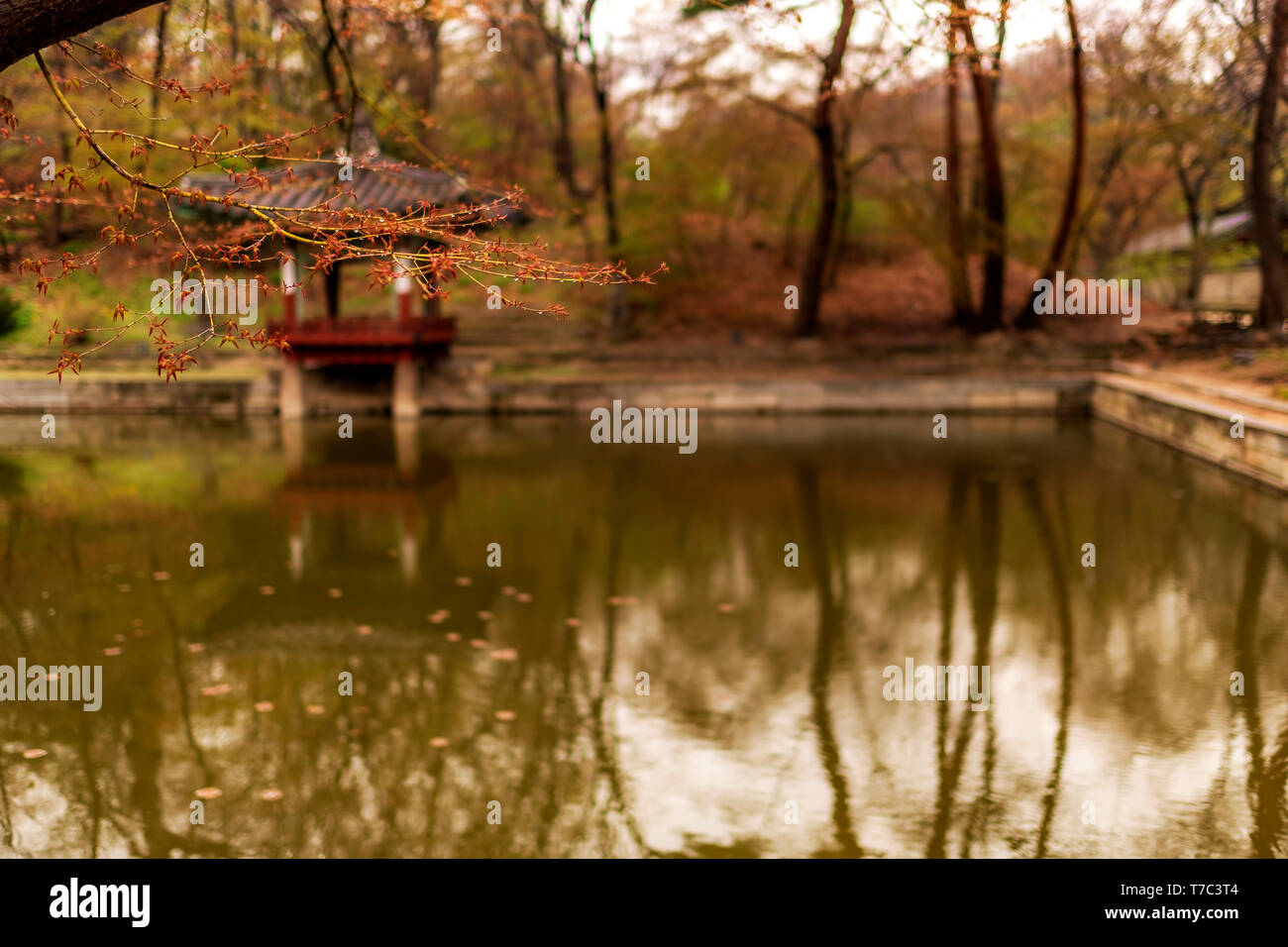 shalloe depth of field of branch over the pool, Seoul, South Korea ...