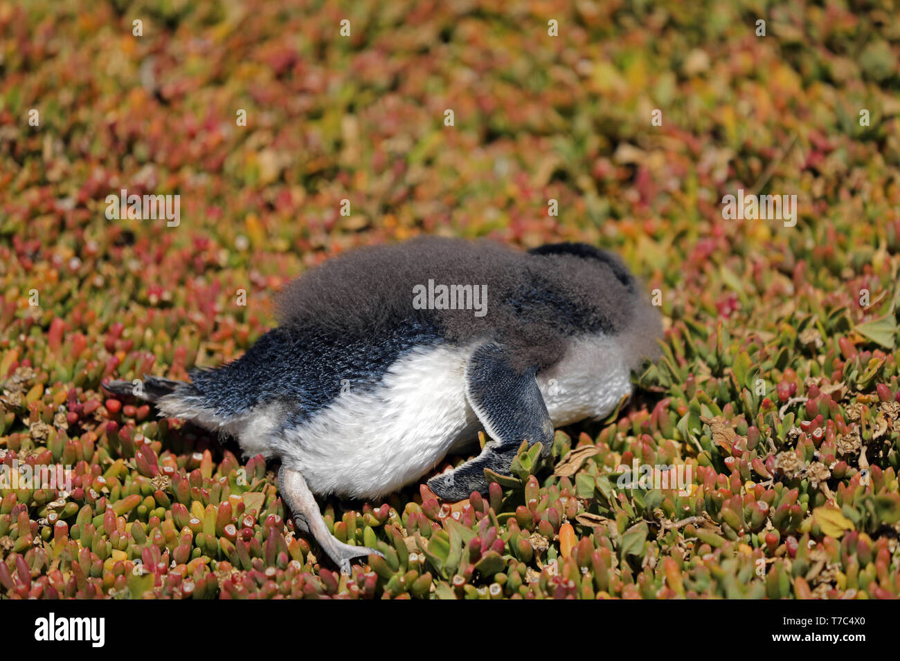 Dead Penguin High Resolution Stock Photography and Images - Alamy