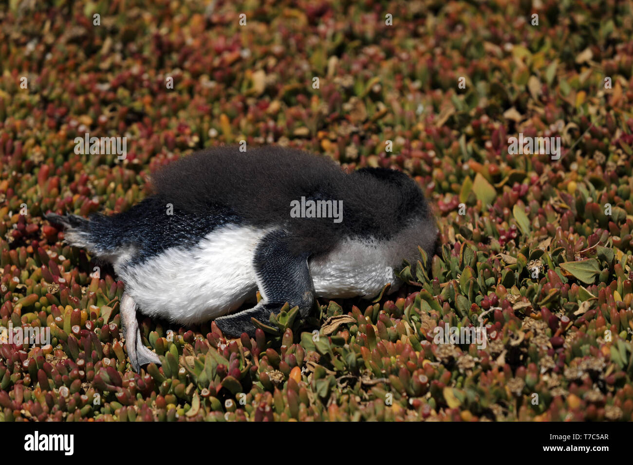 Dead Penguin High Resolution Stock Photography and Images - Alamy