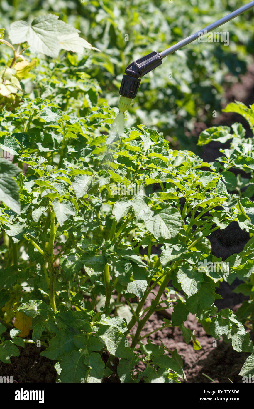 Spraying of potato bushes. Protecting potato plants from fungal ...