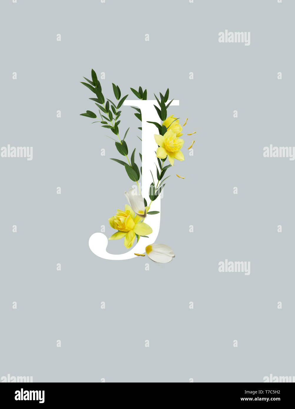 white letter J with yellow daffodils and green leaves isolated on grey ...