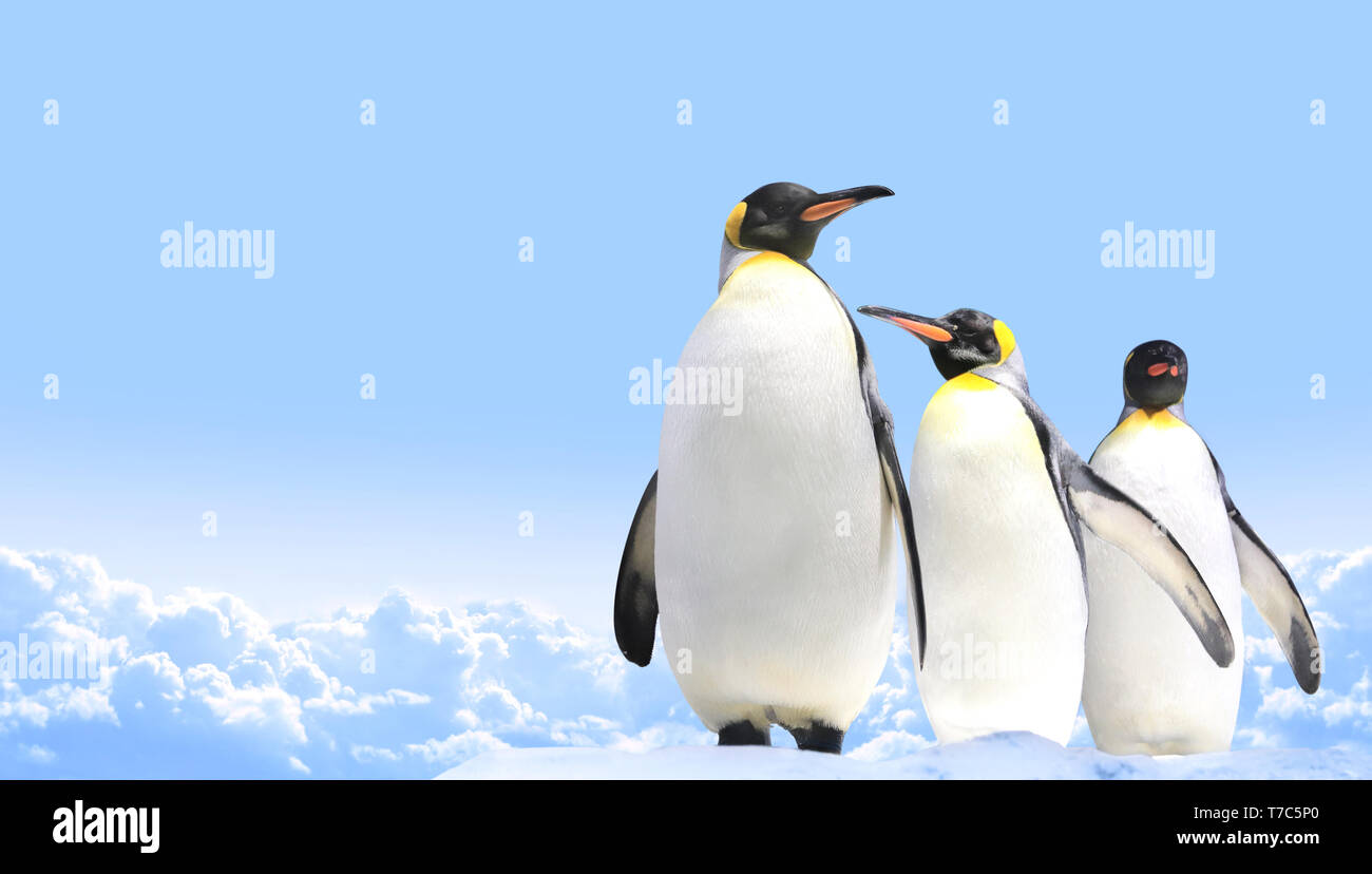 Horizontal banner with three emperor penguins on blue sky background ...
