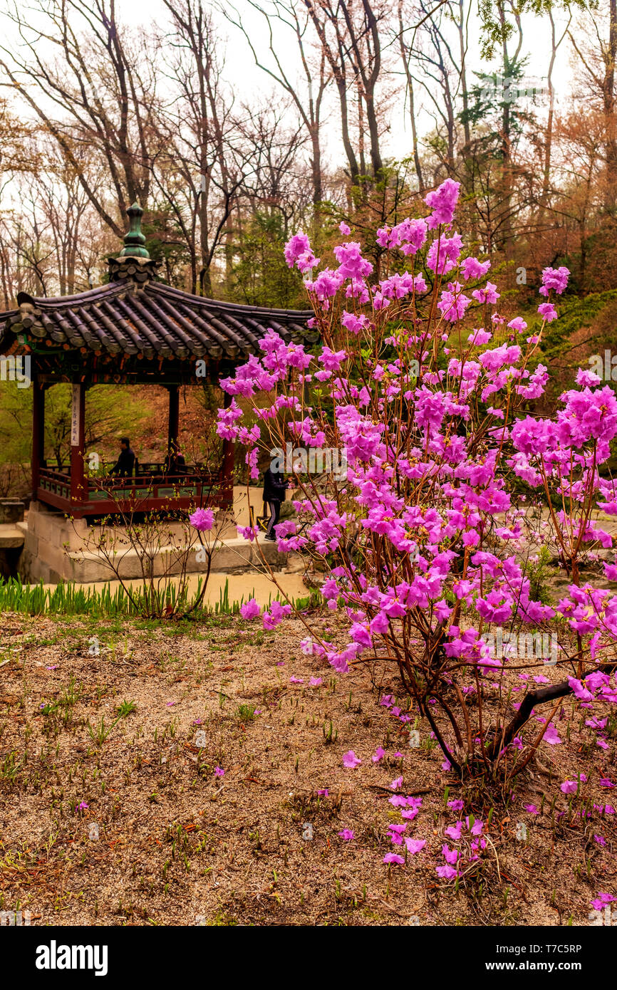 pink flowers in the palace garden, Seoul,South Korea Stock Photo - Alamy