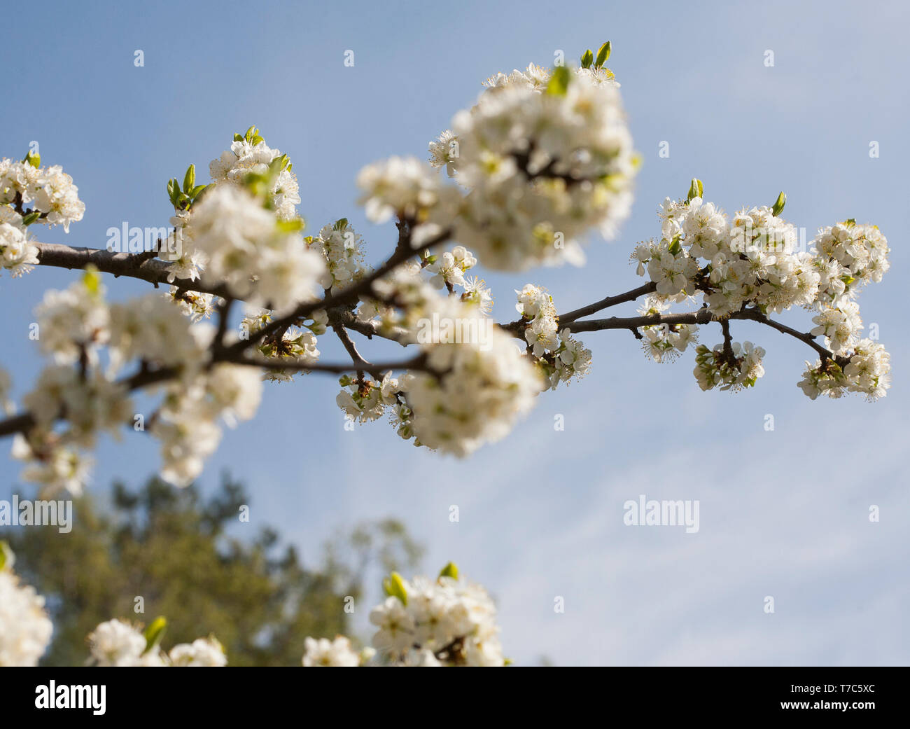 Prunus domestica tree hi-res stock photography and images - Alamy