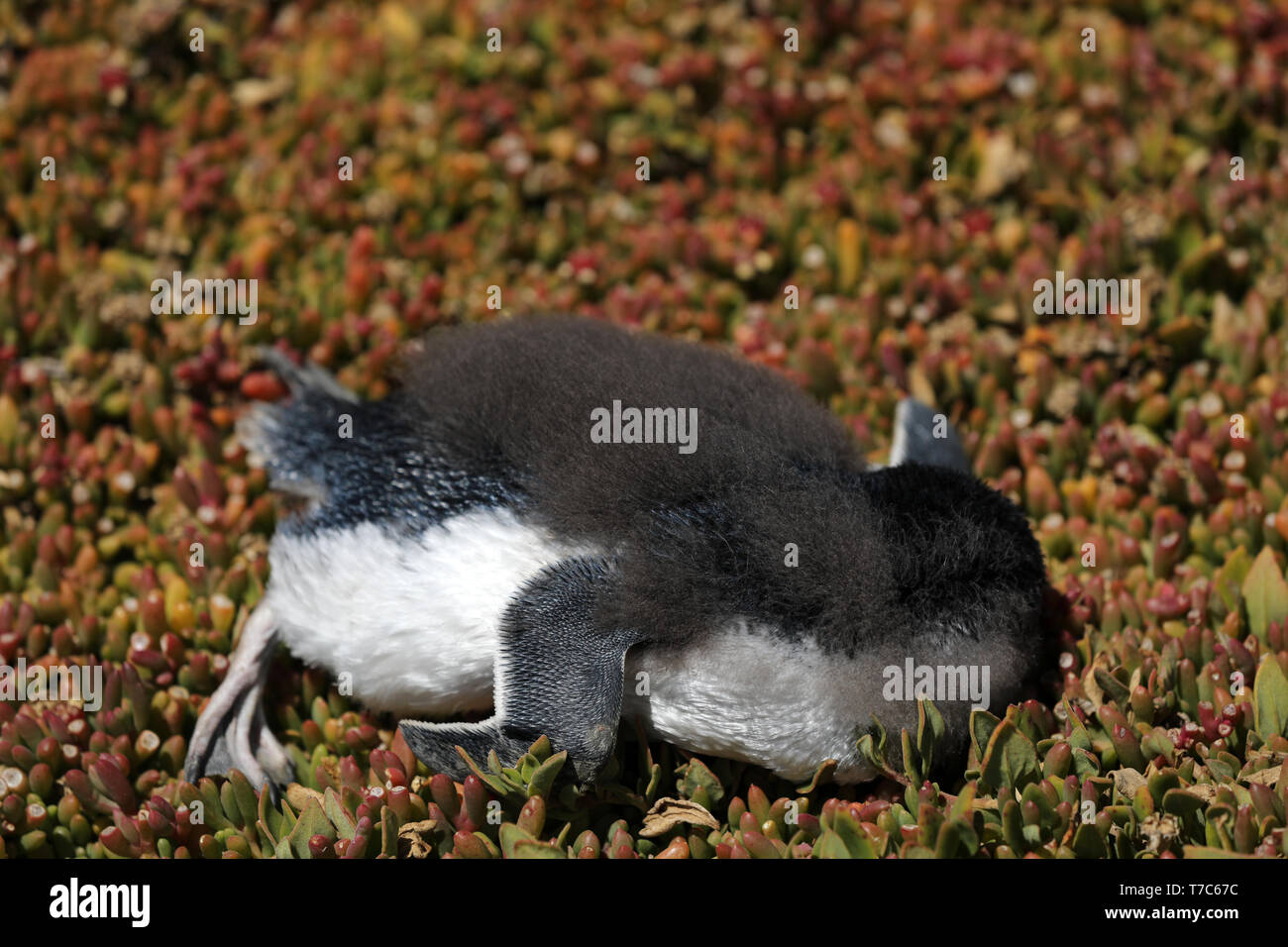 Dead young penguin in Australia Stock Photo - Alamy