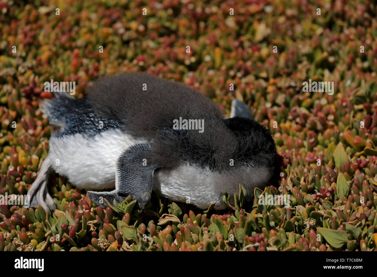 Dead Penguin High Resolution Stock Photography and Images - Alamy