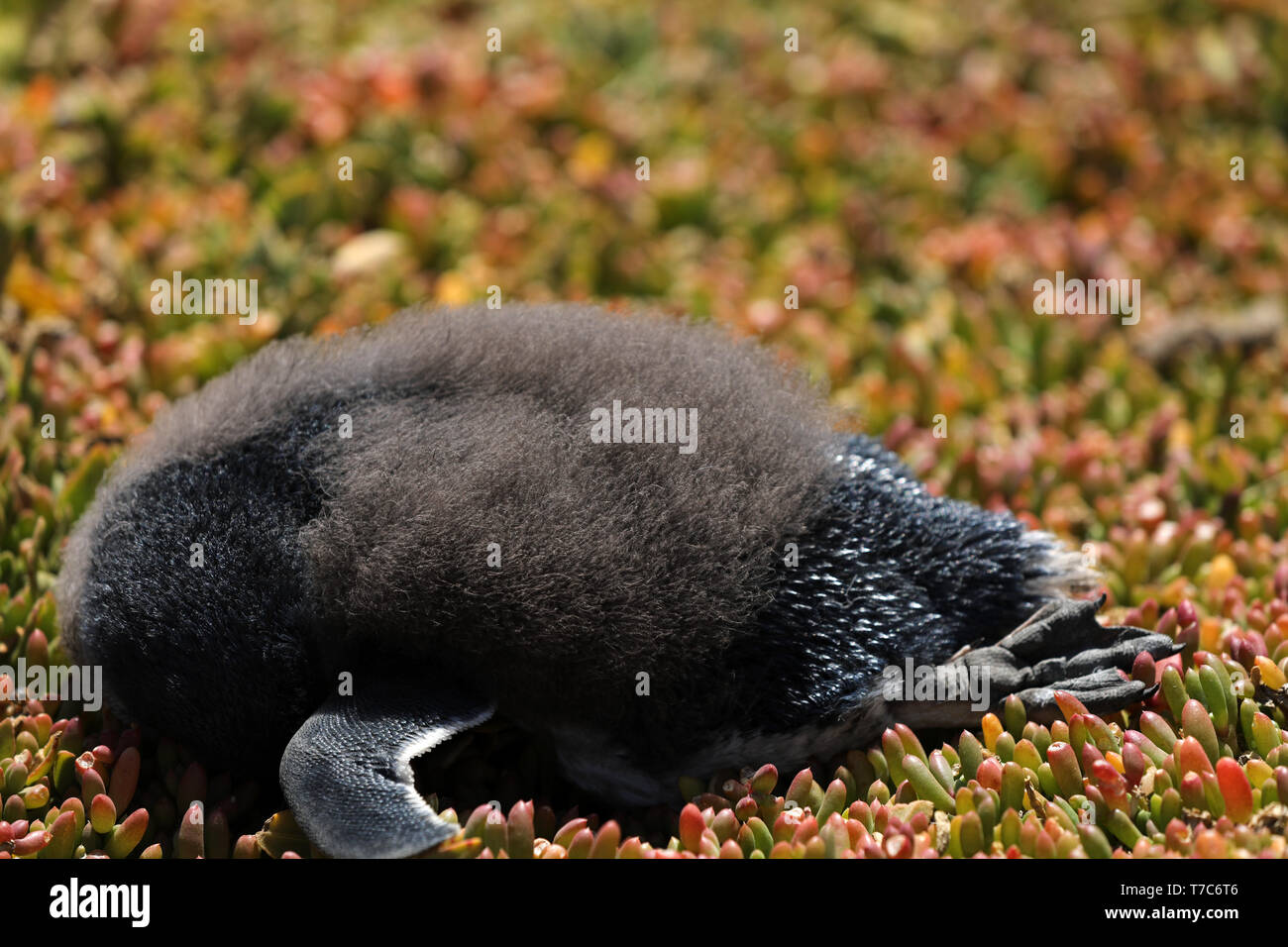 Death penguin dead hi-res stock photography and images - Alamy