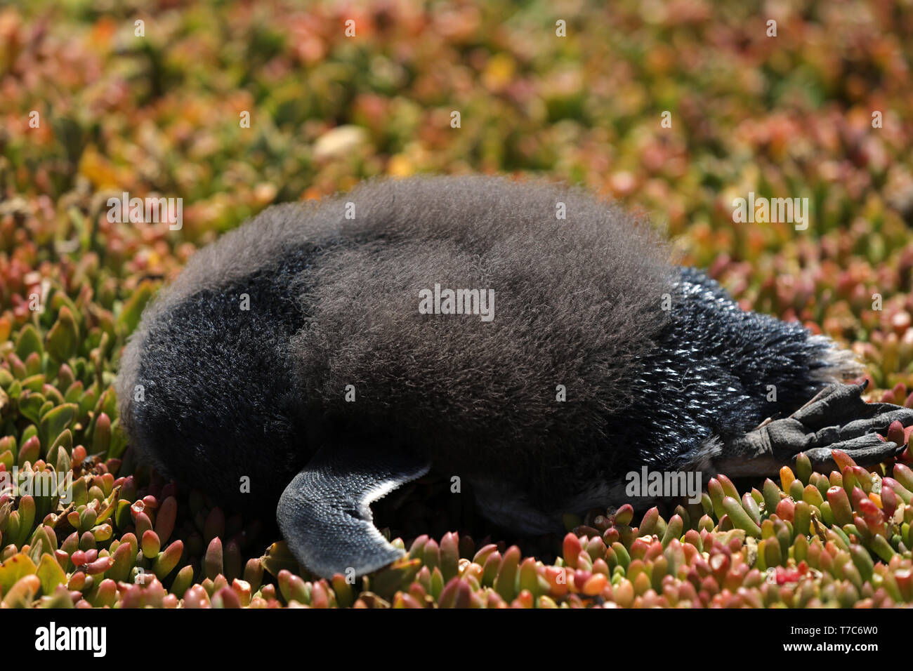Dead young penguin in Australia Stock Photo - Alamy