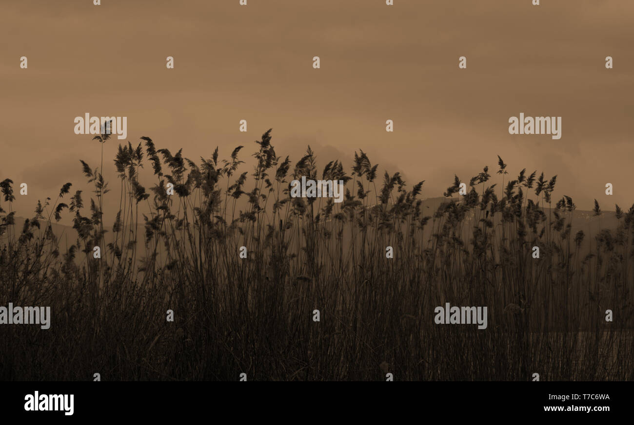 Lakeside reeds hi-res stock photography and images - Alamy