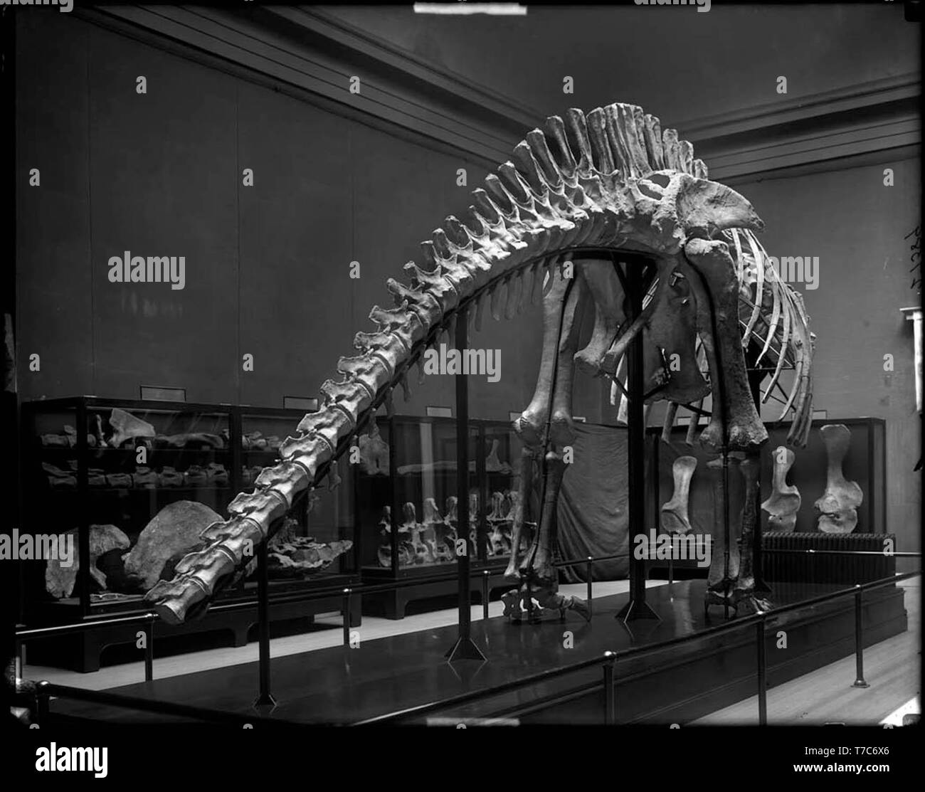 Brontosaurus apatosaurus Black and White Stock Photos & Images - Alamy