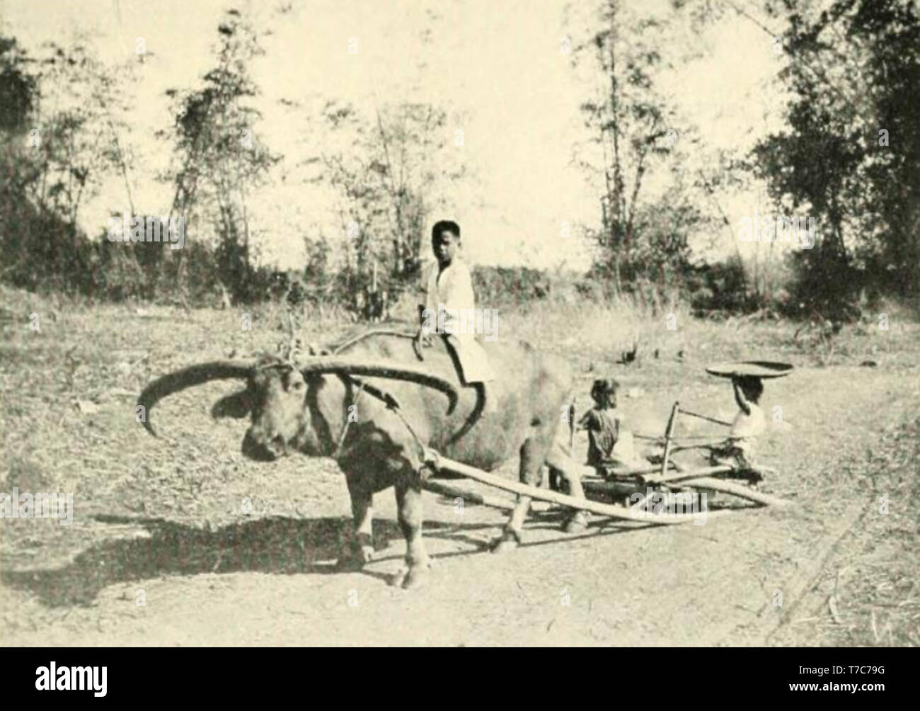Carabao in the philippines hi-res stock photography and images - Alamy