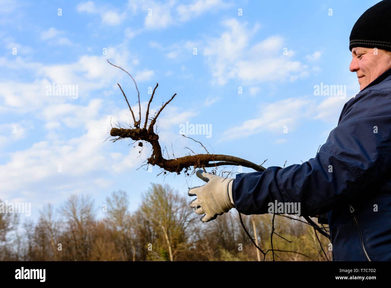 Remove tree roots hi-res stock photography and images - Alamy