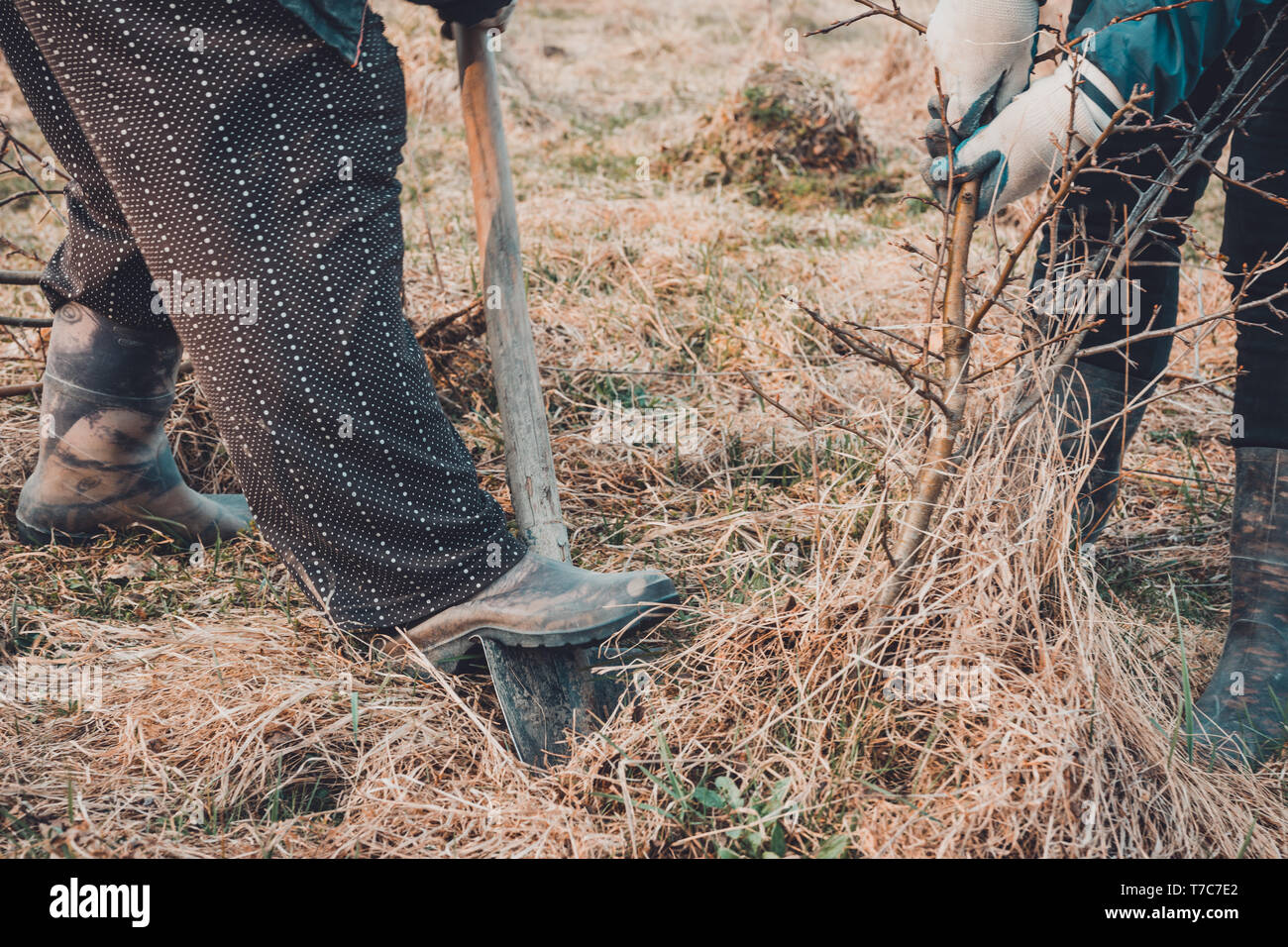 Women dig the stock in the forest to plant it in the home garden. 2019 ...