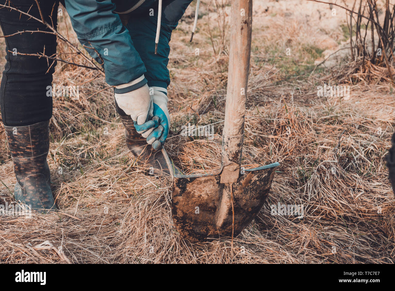 Women dig the stock in the forest to plant it in the home garden. 2019 ...