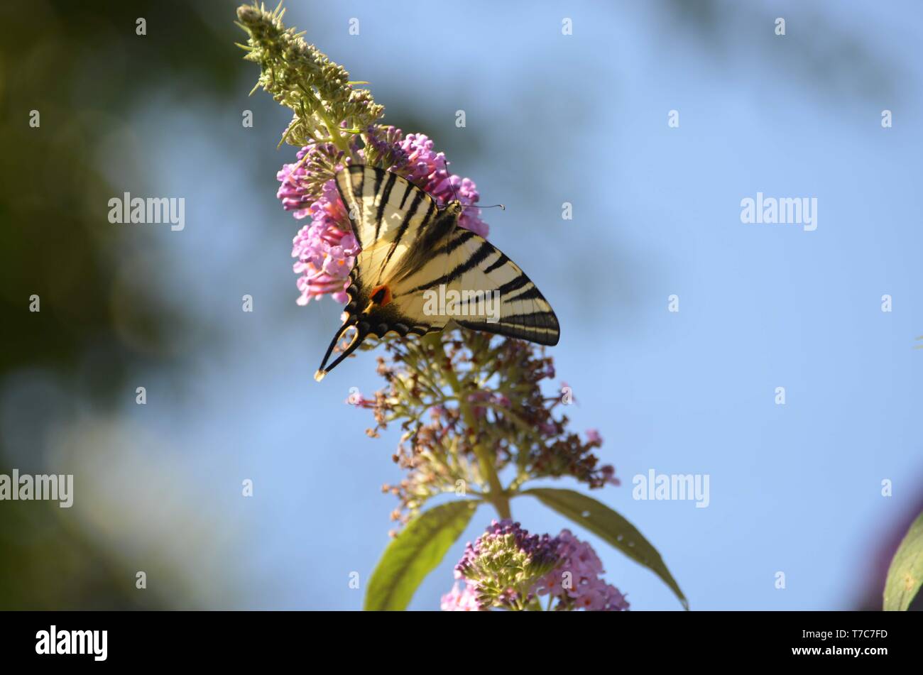 Swallowtail in the garden Stock Photo - Alamy
