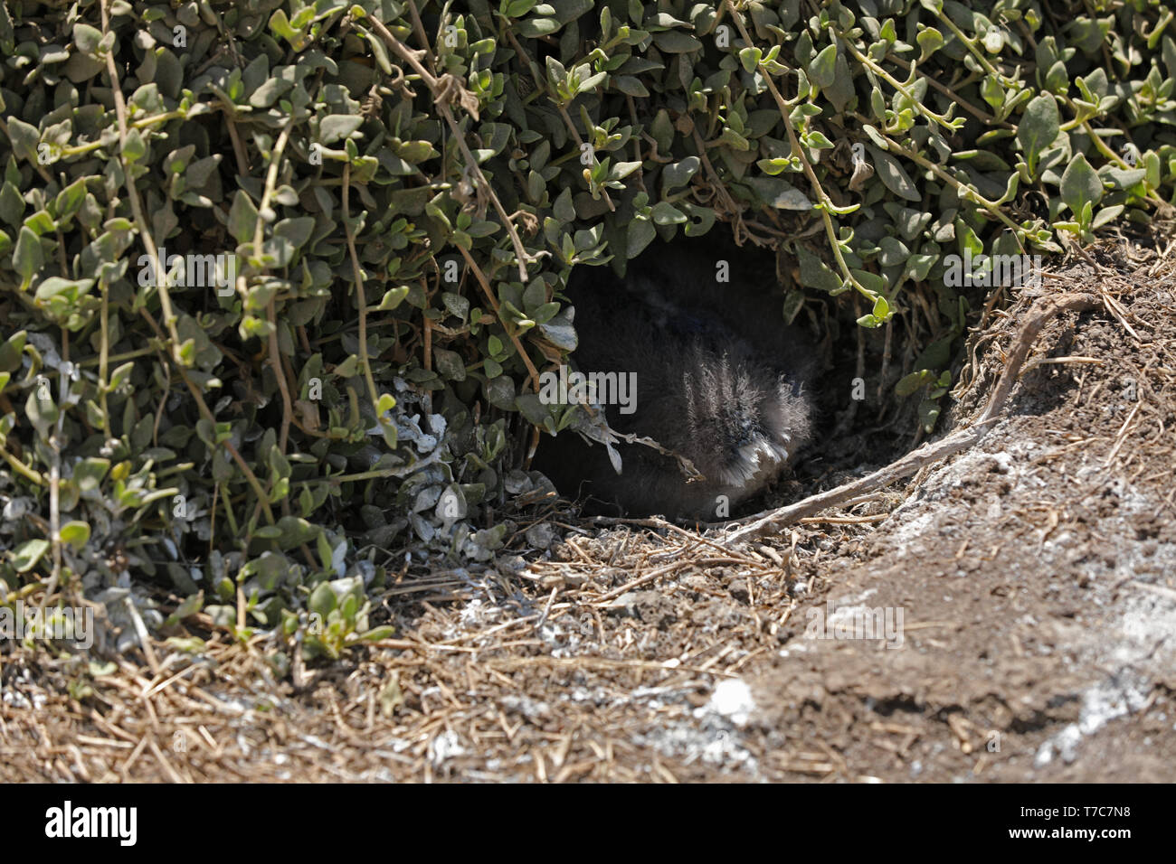 Penguin in his cave in Australia Stock Photo - Alamy