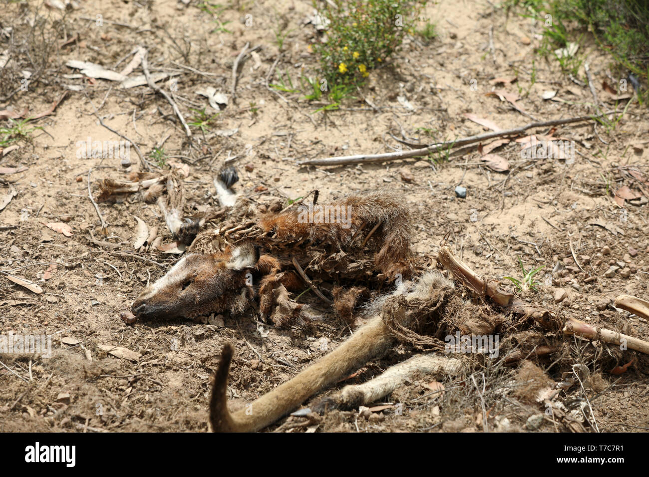 Dead Kangaroo High Resolution Stock Photography and Images - Alamy