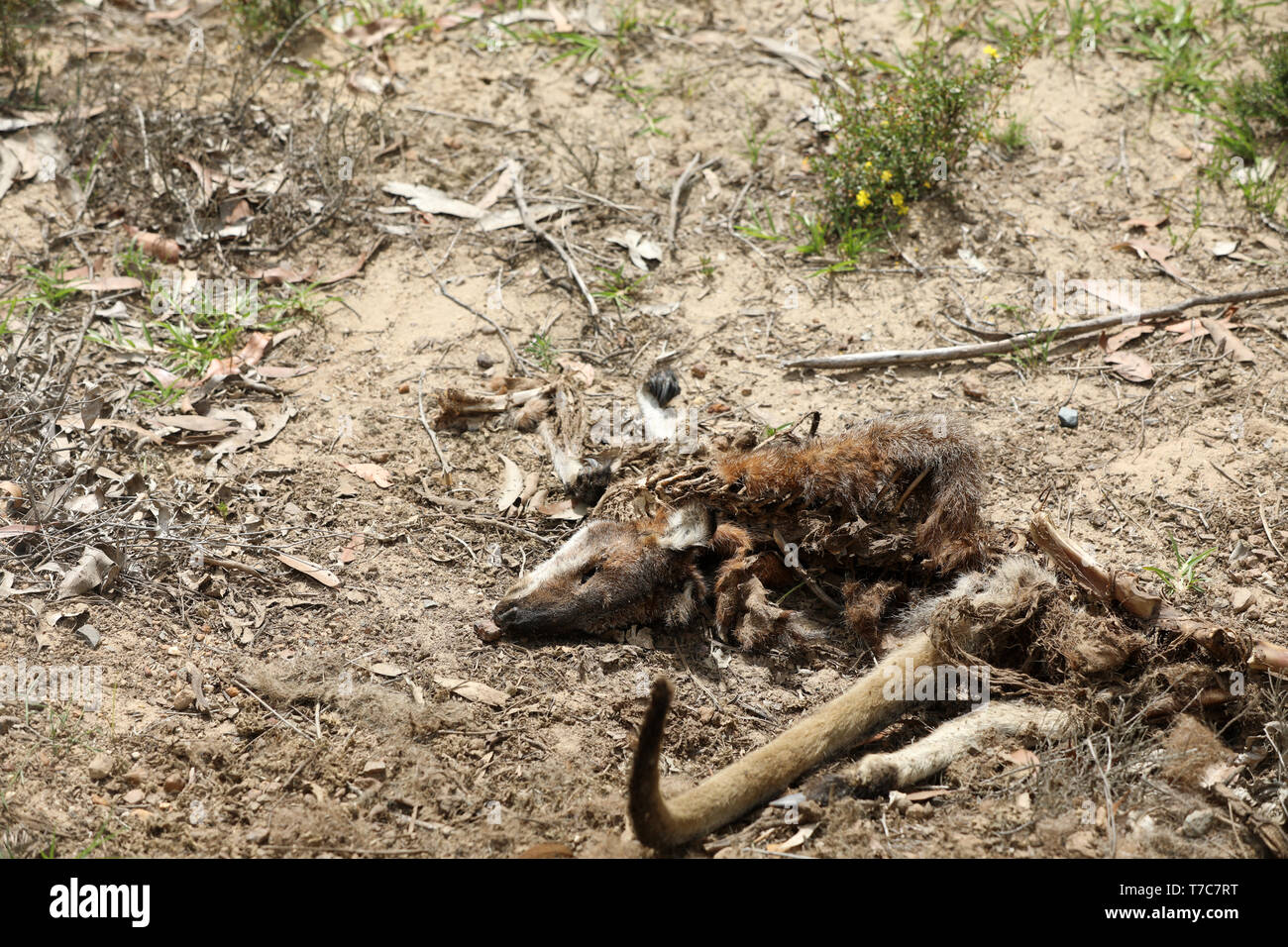 Dead kangaroo in Australia Stock Photo - Alamy