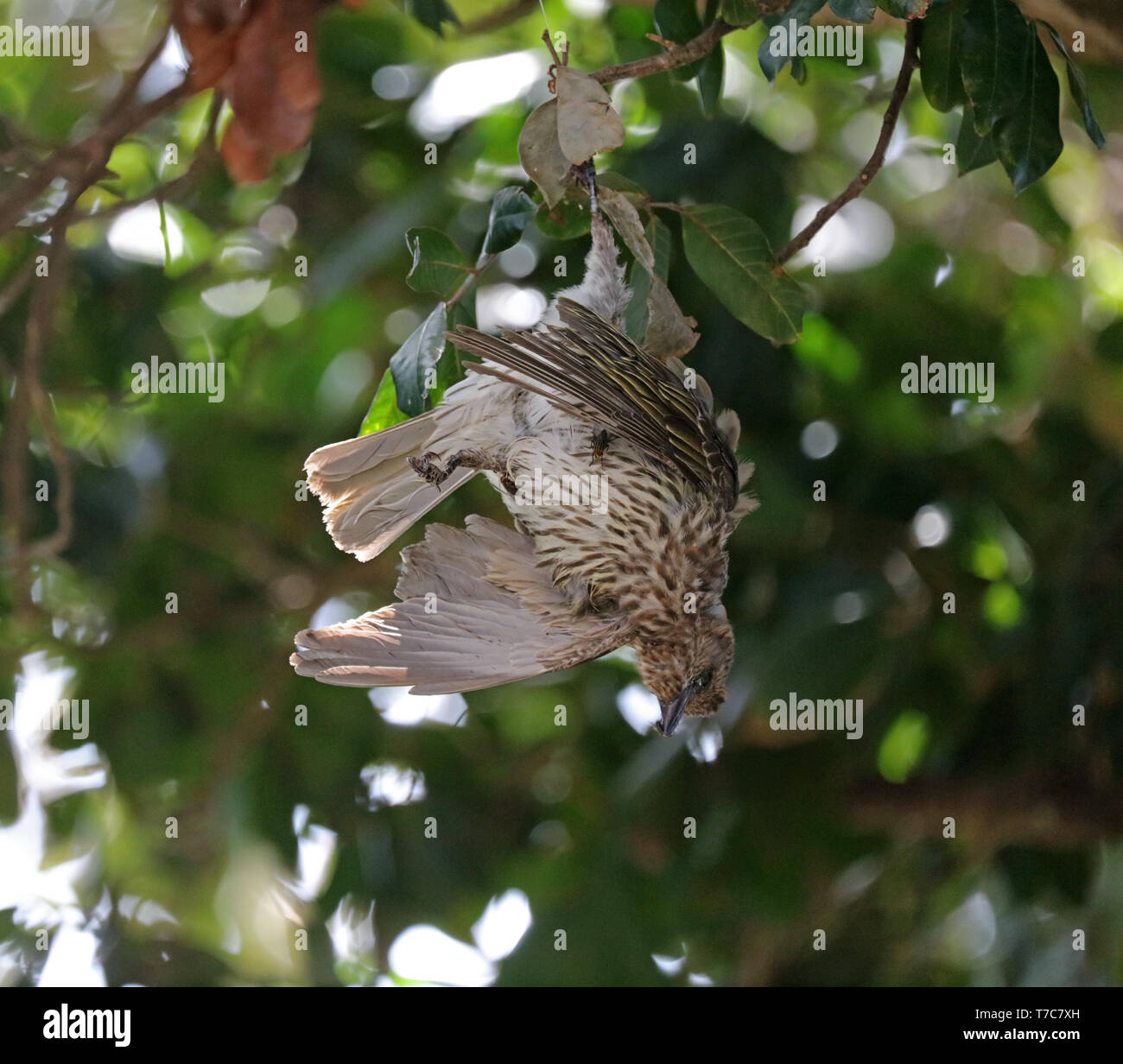 Bird dead in a tree Stock Photo - Alamy