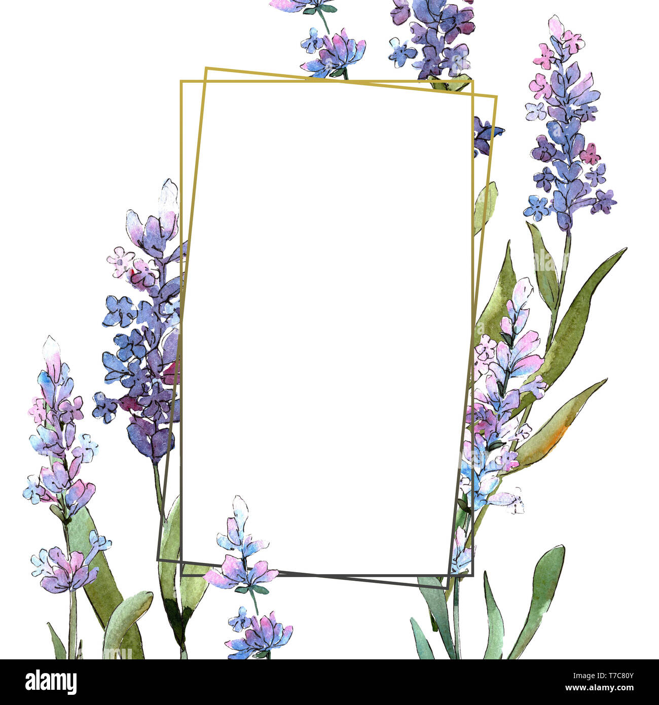 Blue violet lavender floral botanical flowers. Watercolor background ...