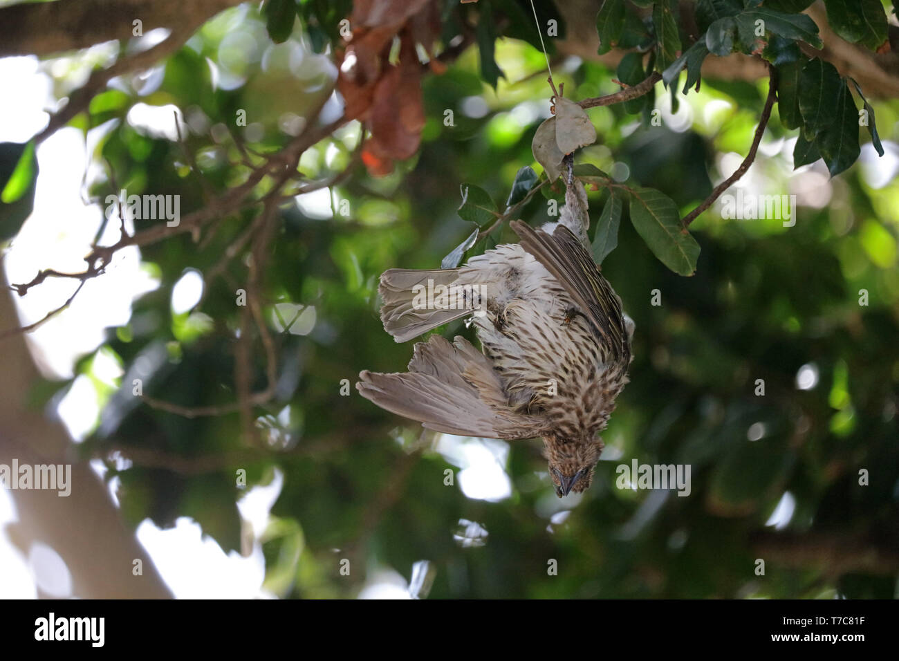 Bird dead in a tree Stock Photo - Alamy
