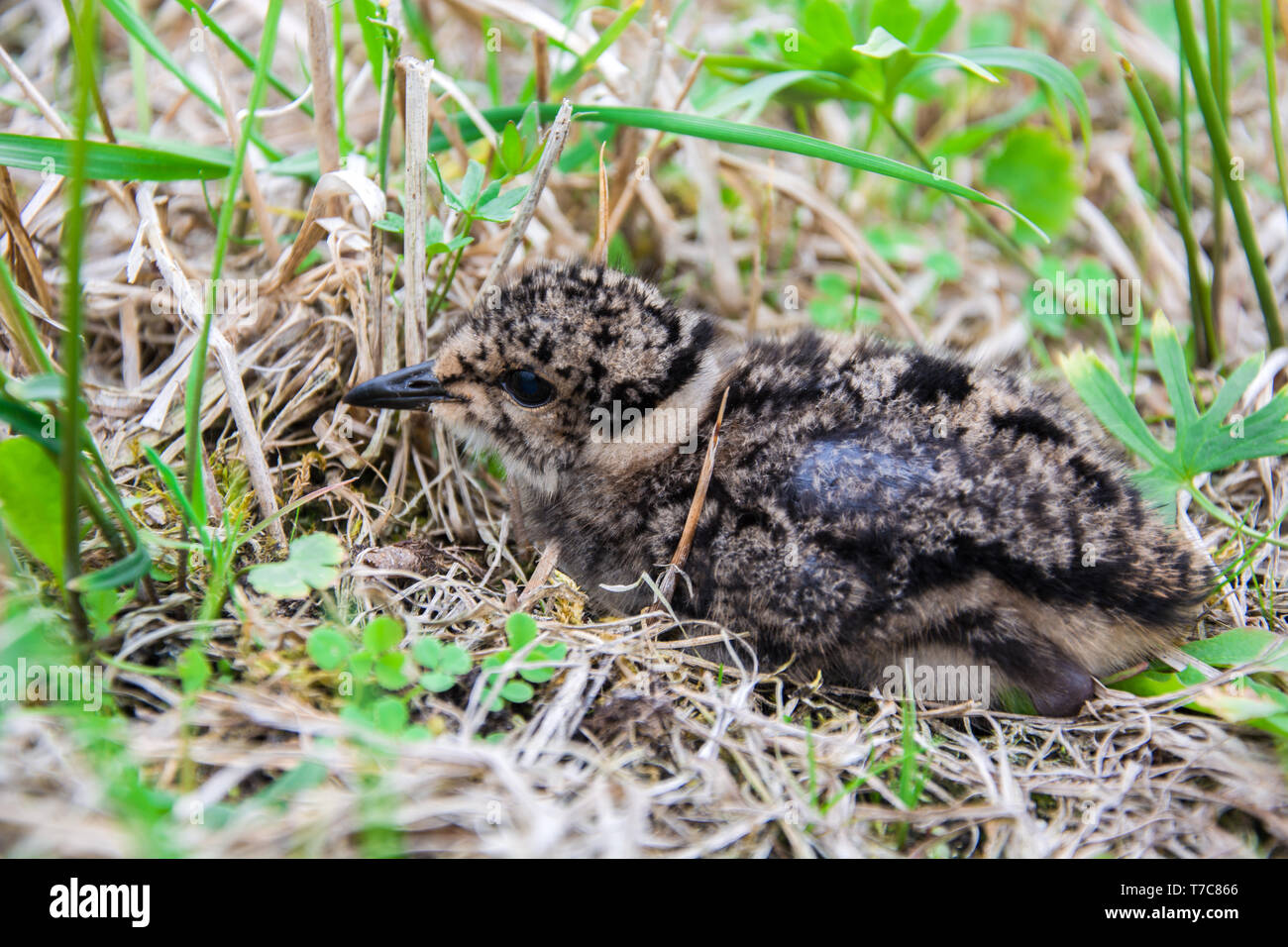 Baby lapwing hi-res stock photography and images - Alamy