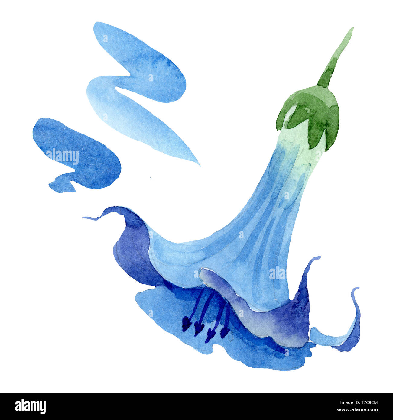 Blue brugmansia floral botanical flowers. Watercolor background set ...