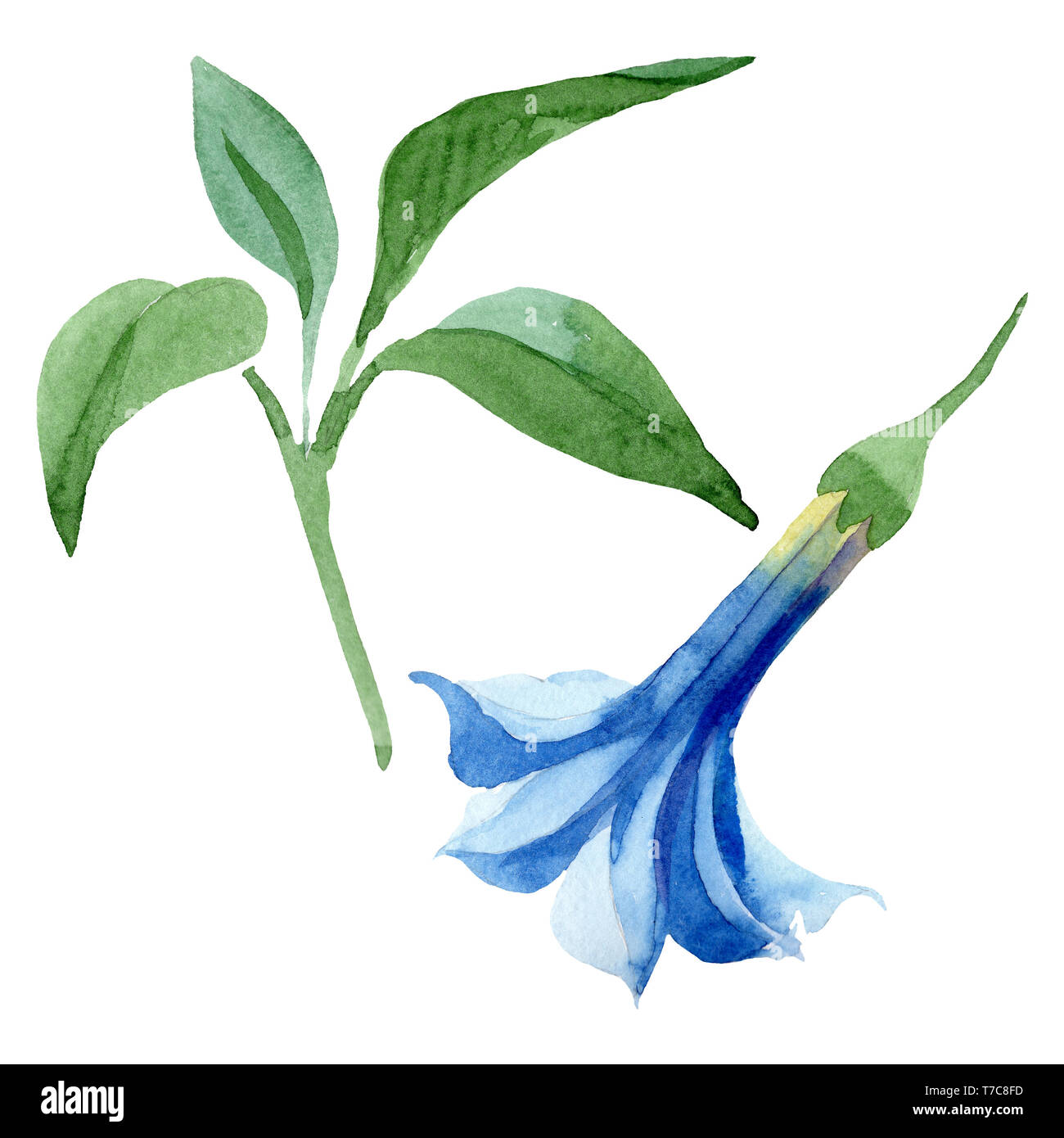 Blue brugmansia floral botanical flowers. Watercolor background set ...