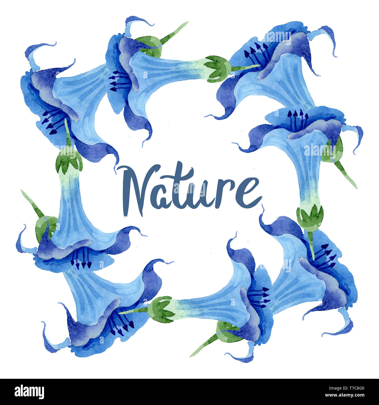 Blue brugmansia floral botanical flowers. Watercolor background ...