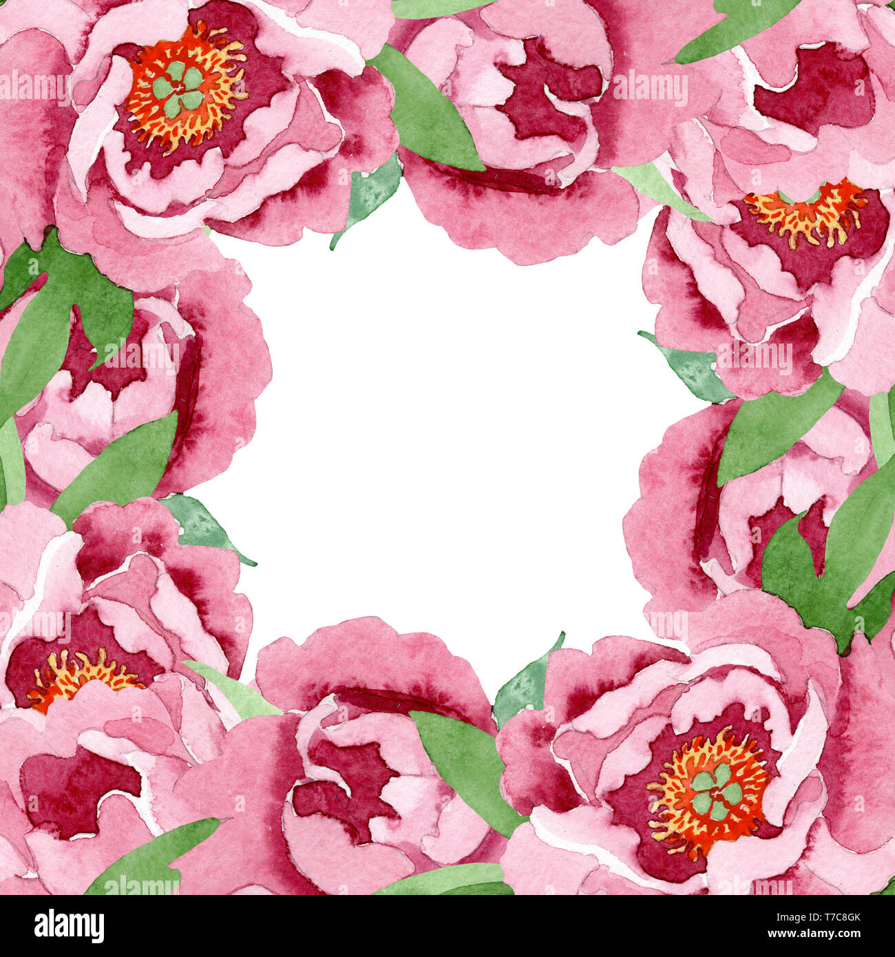 Dark red peony floral botanical flowers. Watercolor background ...