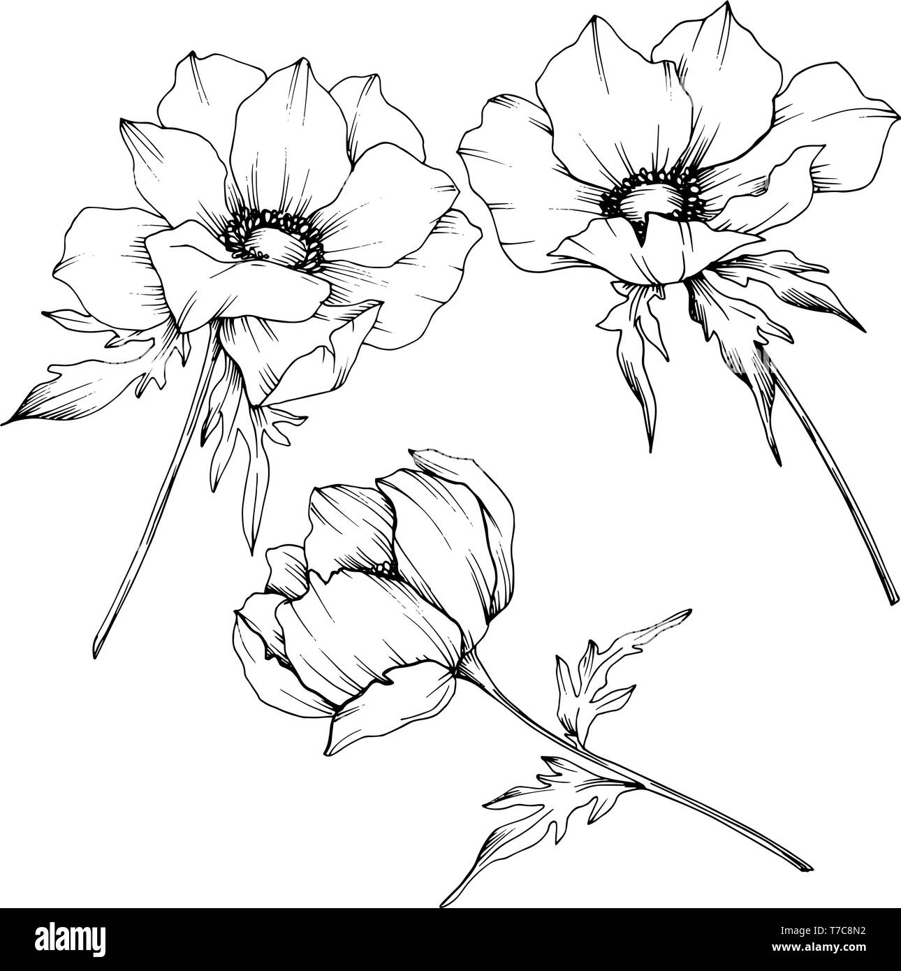 Vector Anemone floral botanical flowers. Black and white engraved ink ...