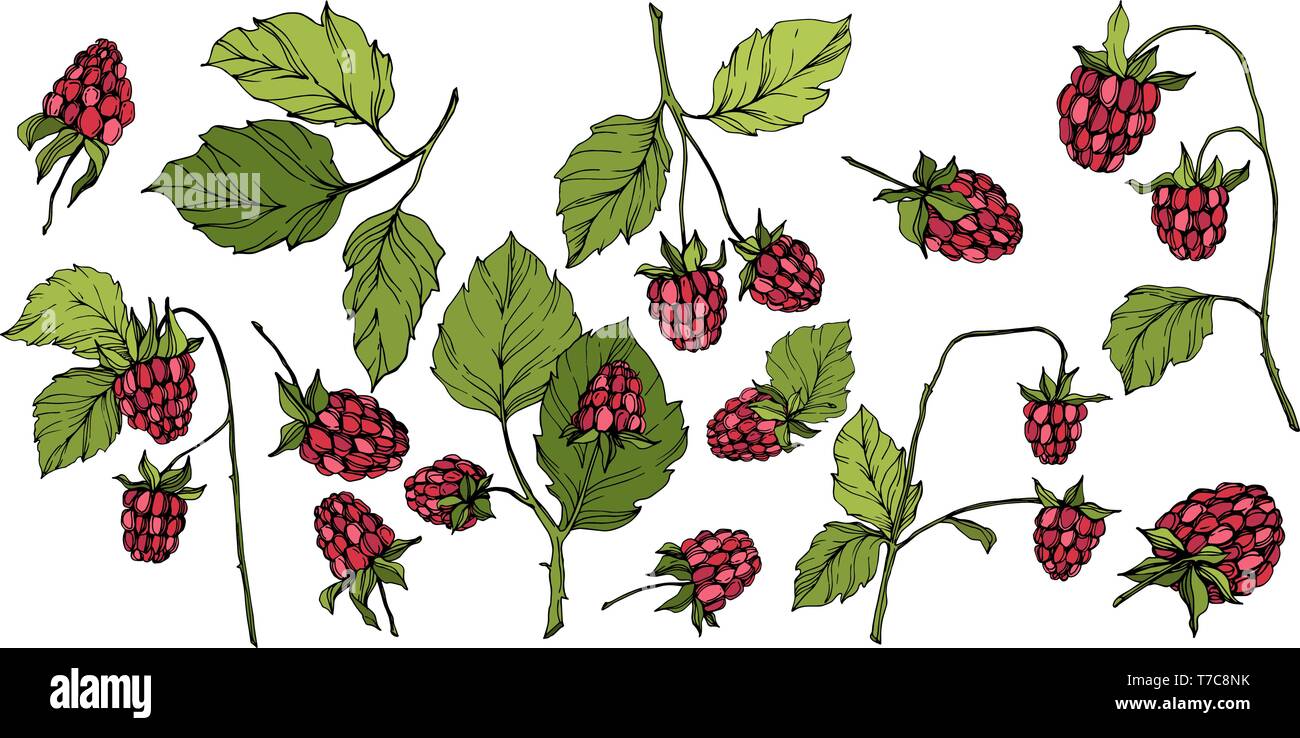 Vector Raspberry healthy food isolated. Red and green engraved ink art ...
