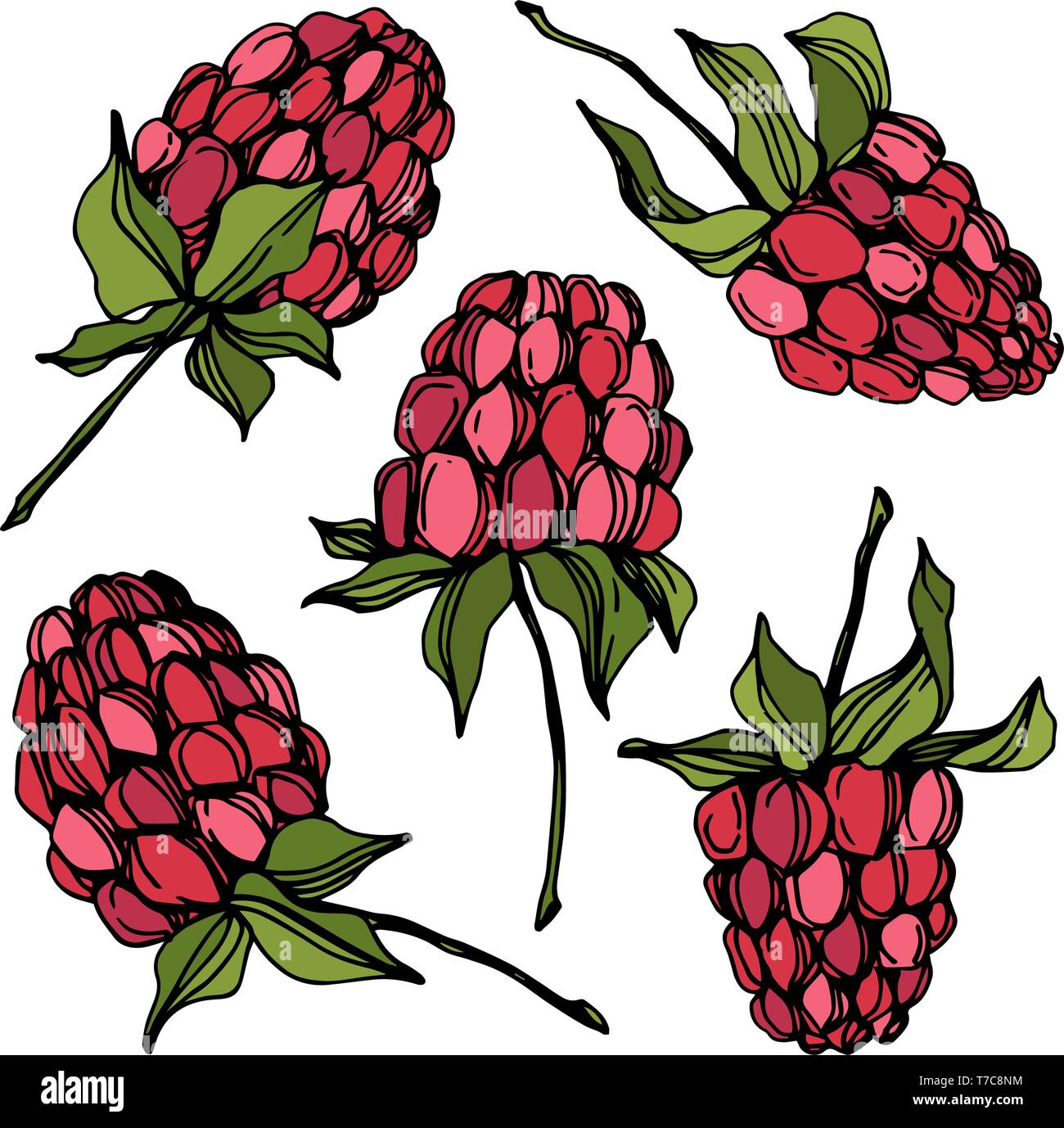 Vector Raspberry healthy food isolated. Red and green engraved ink art ...