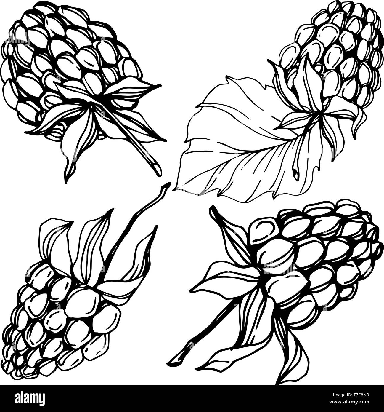 Raspberries Clipart Black And White Black Raspberry Illustration,