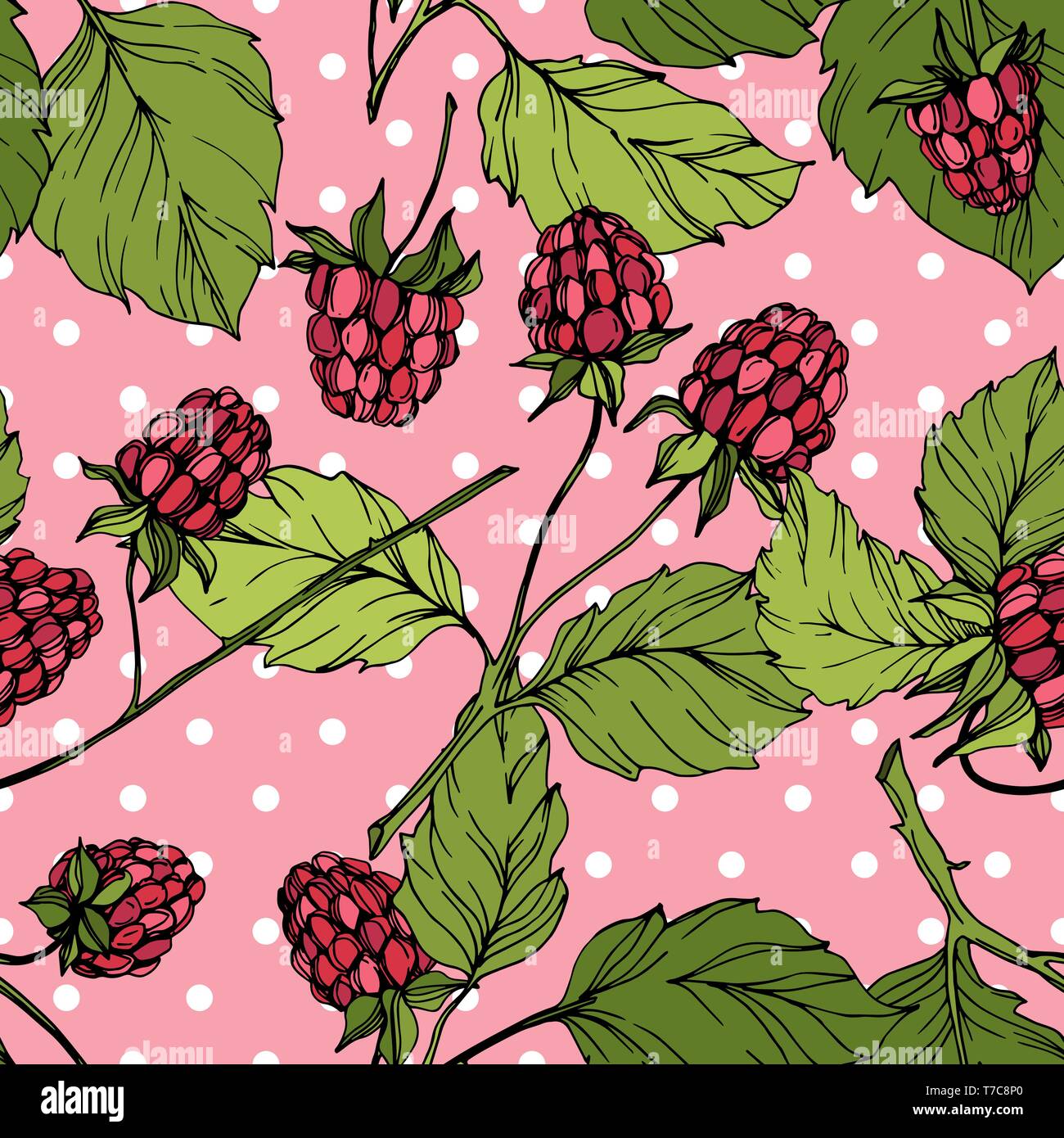 Vector Raspberry healthy food isolated. Red and green engraved ink art ...