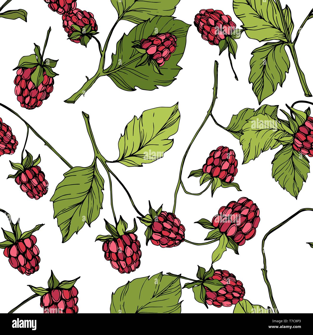 Vector Raspberry healthy food isolated. Red and green engraved ink art ...