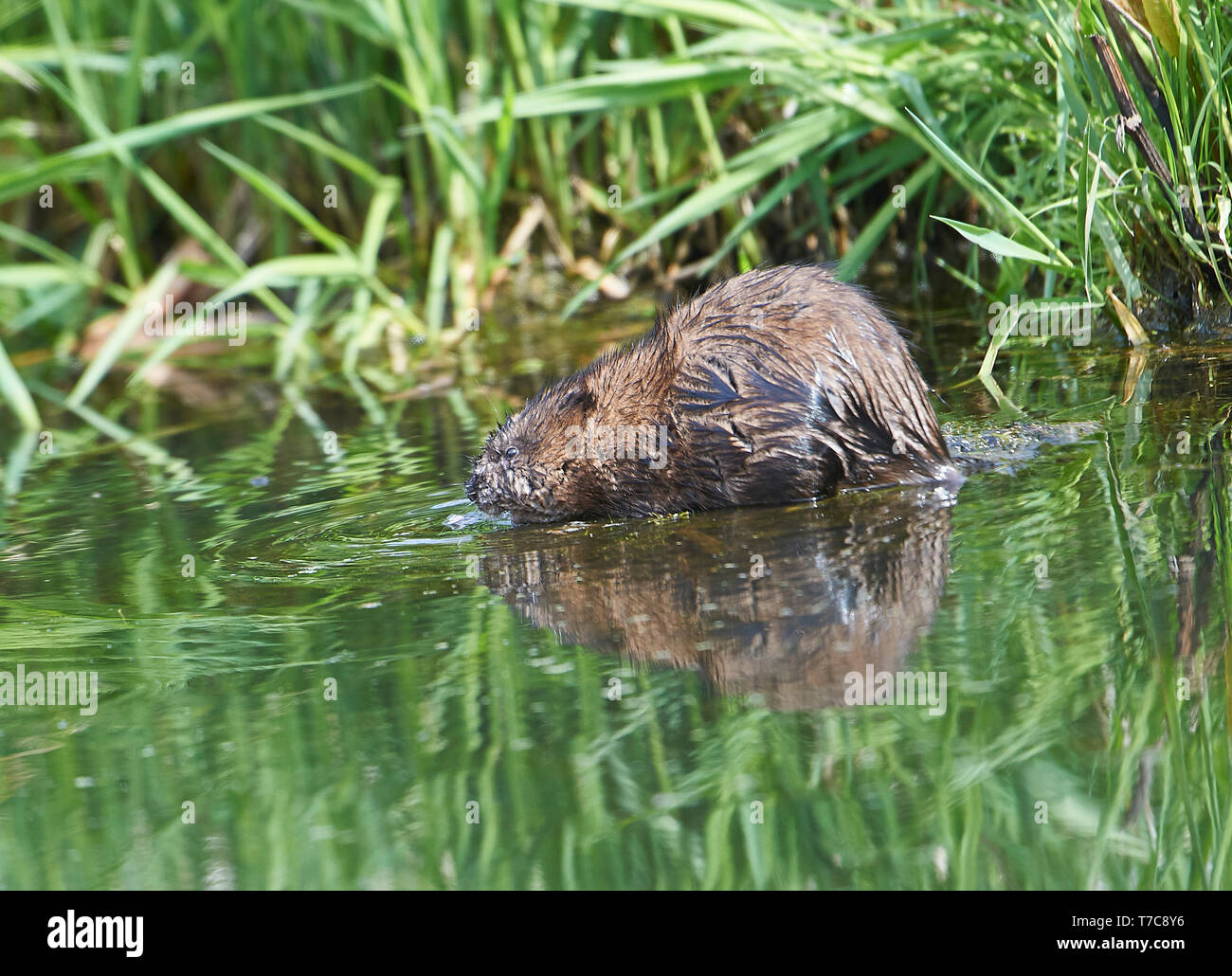 Muskrat (Ondatra zibethicus) feeding on fresh cattails, Annapolis Royal ...
