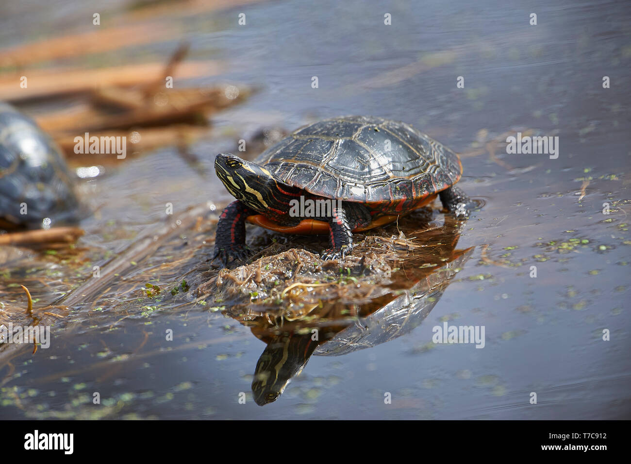 Eastern painted turtle hi-res stock photography and images - Alamy