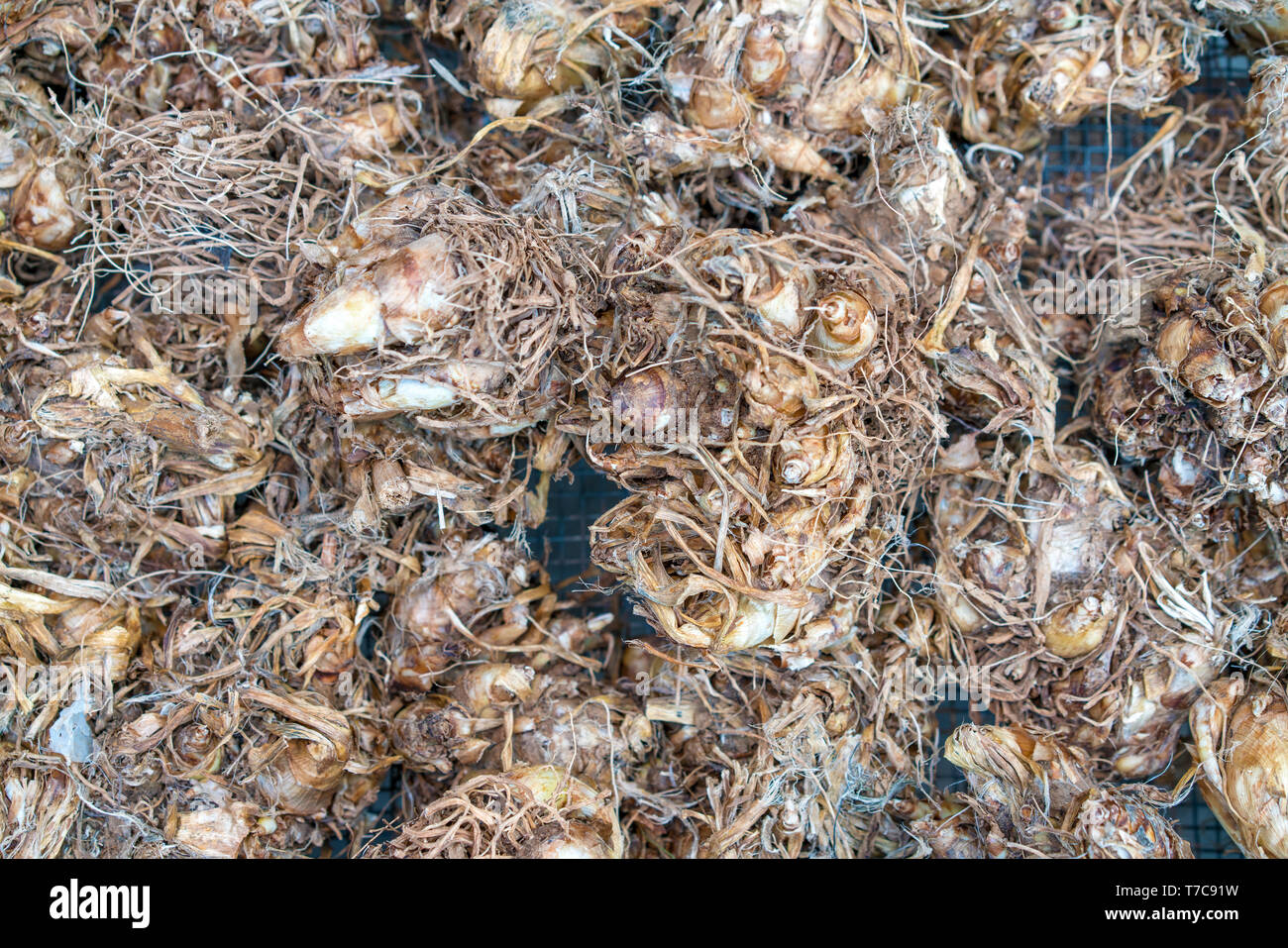Spring flowers' bulbs: tuberoses Stock Photo - Alamy