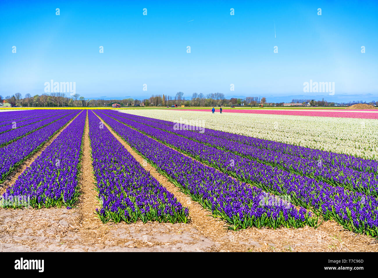 Flower fields of blue hyacinths in north holland Stock Photo - Alamy