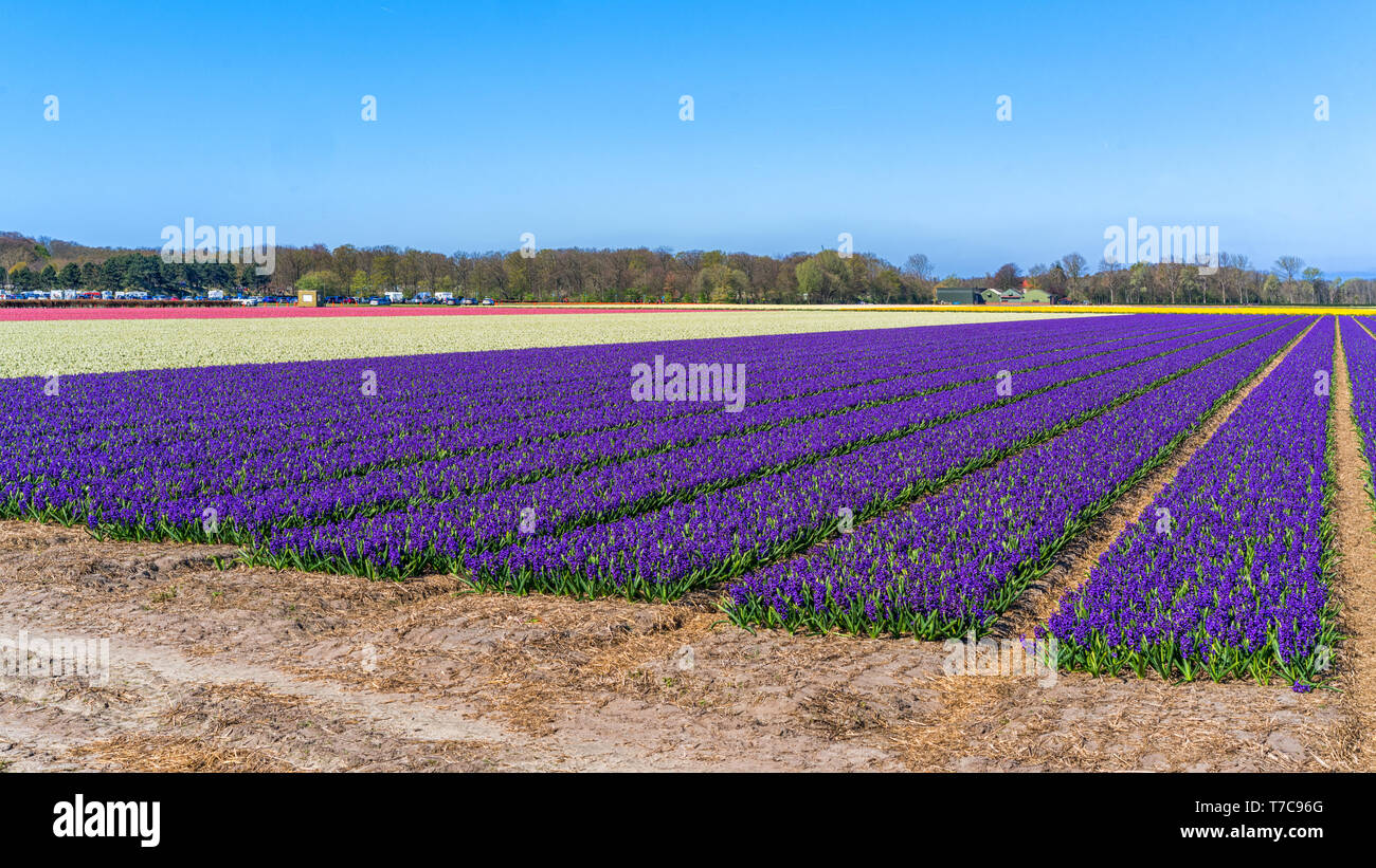 Flower fields of blue hyacinths in north holland Stock Photo - Alamy