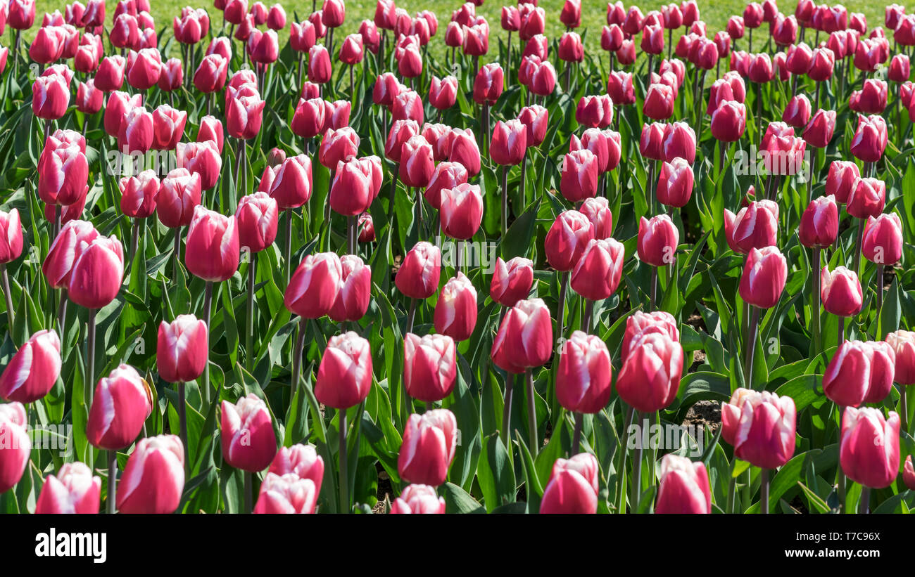 Dual colored flower hi-res stock photography and images - Alamy