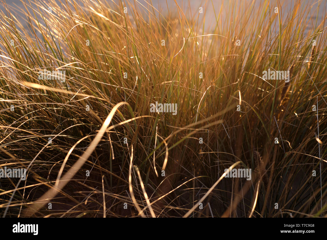 Sand reed hi-res stock photography and images - Alamy